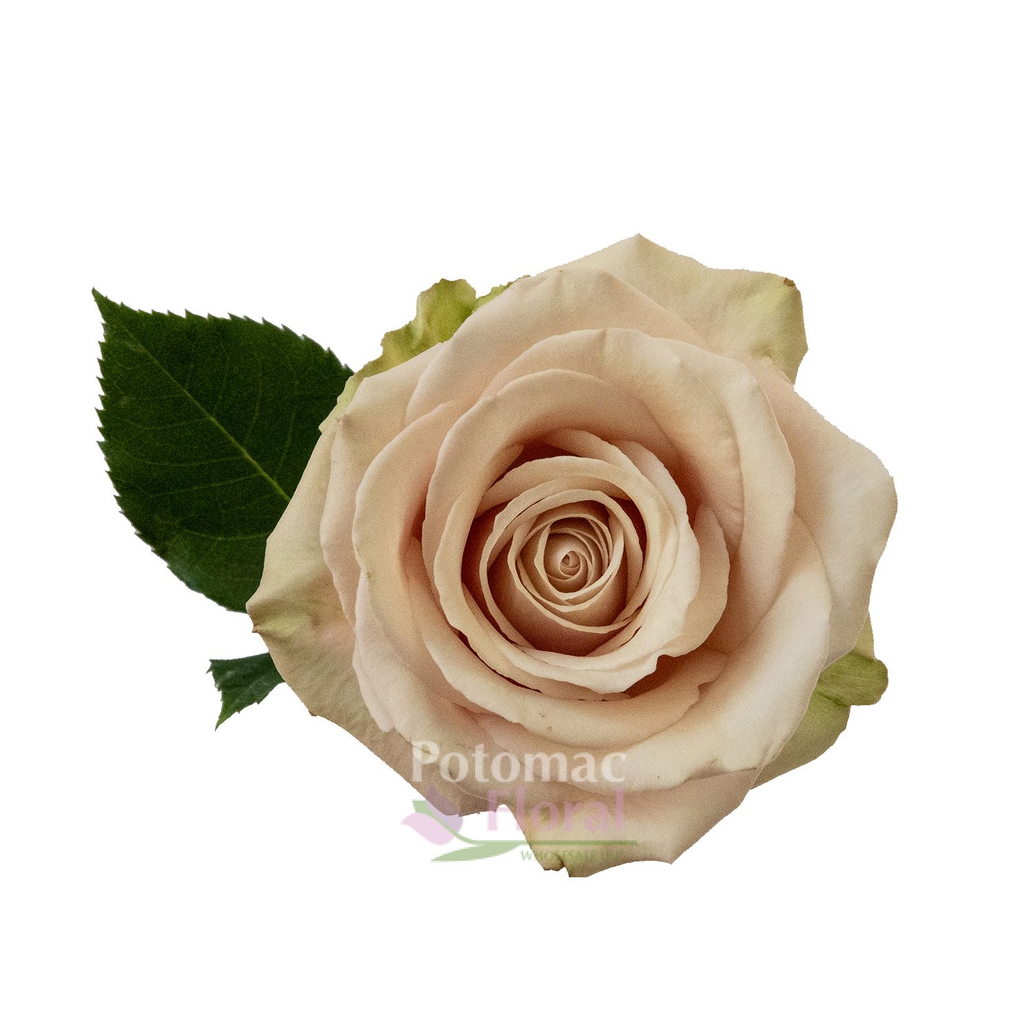 Rose, Sahara - Sandy Cream/Beige, 40 cm - Potomac Floral Wholesale