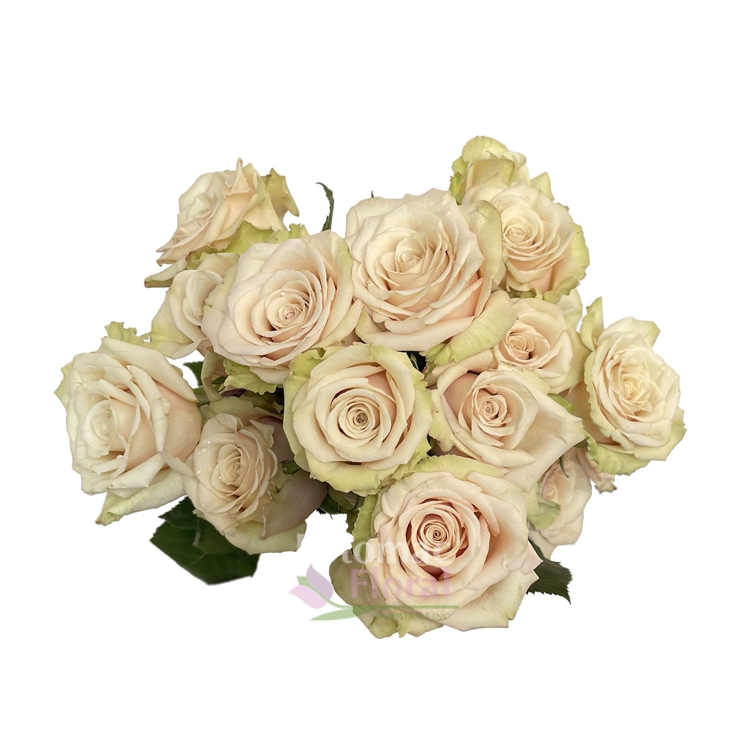 Rose, Sahara - Sandy Cream/Beige, 40 cm - Potomac Floral Wholesale