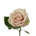 Rose, Sahara - Sandy Cream/Beige, 40 cm - Potomac Floral Wholesale
