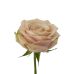 Rose, Sahara - Sandy Cream/Beige, 40 cm - Potomac Floral Wholesale