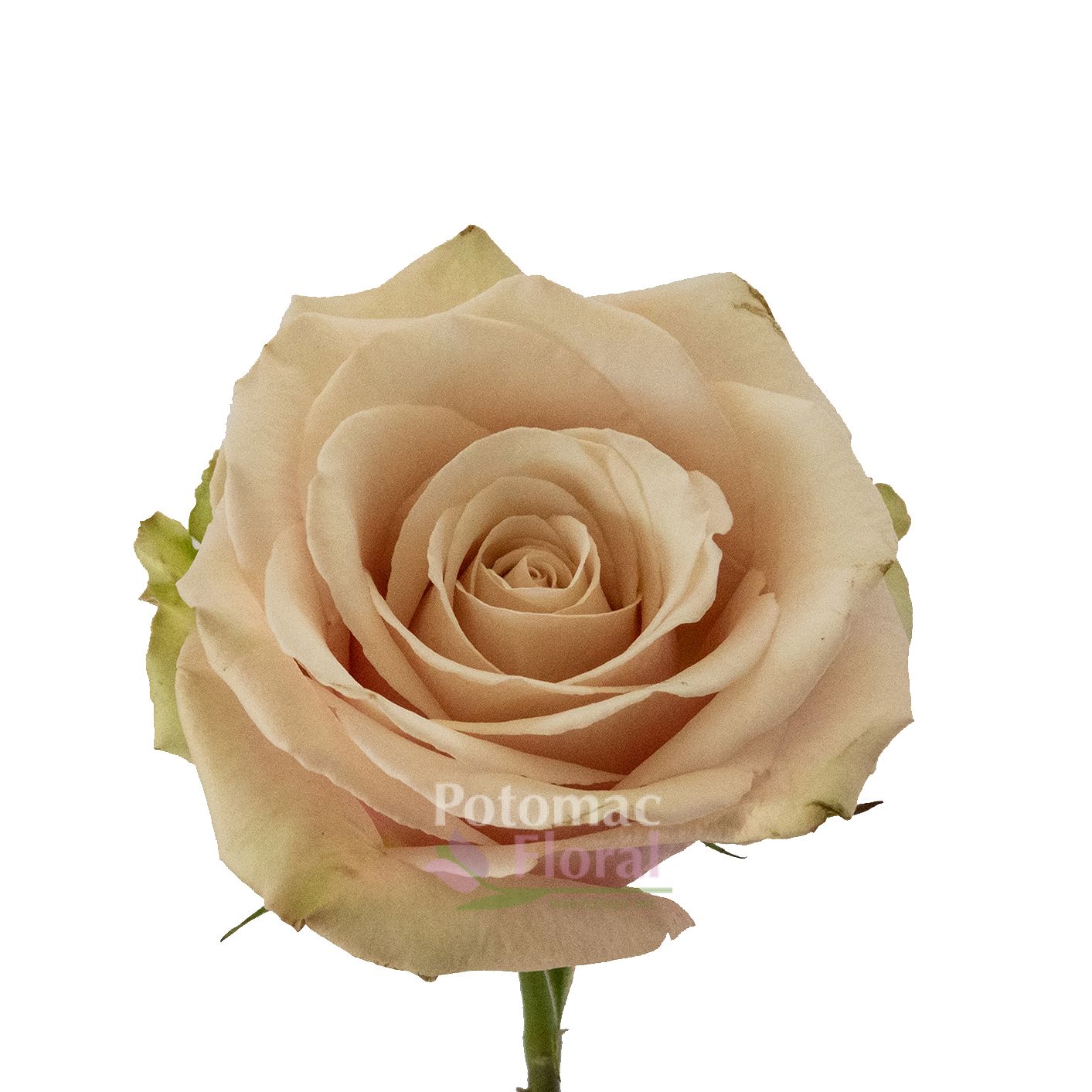 Rose, Sahara - Sandy Cream/Beige, 40 cm - Potomac Floral Wholesale