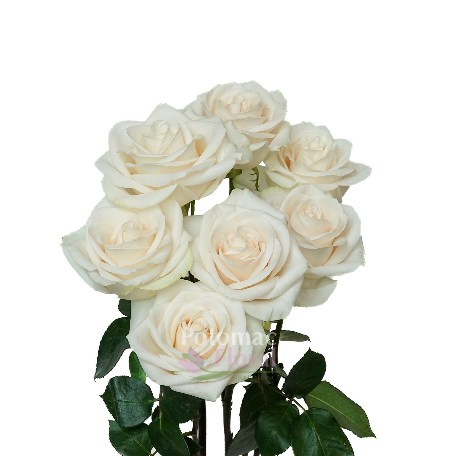 Rose, Vendela - Creamy White, 50 to 60cm - Potomac Floral Wholesale