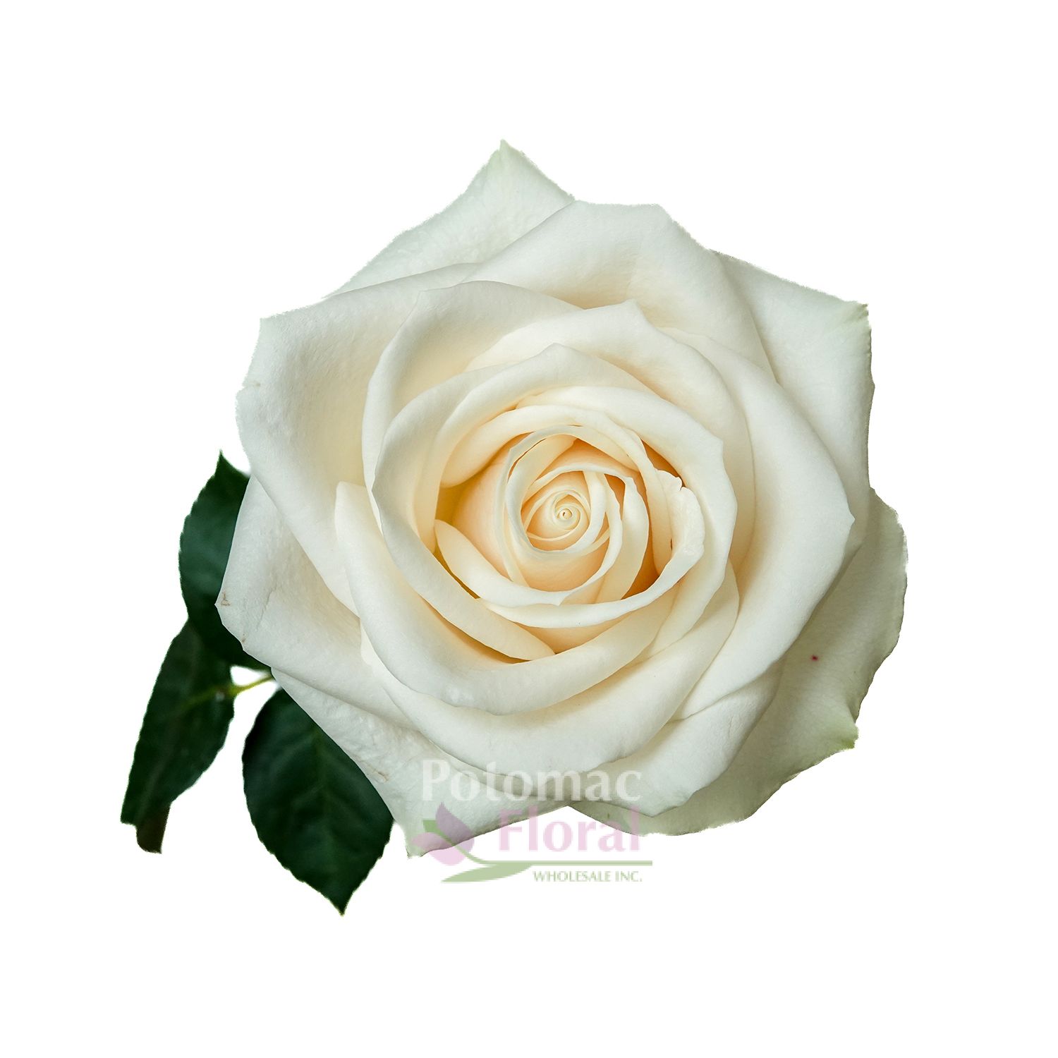 Rose, Vendela - Creamy White, 40 cm - Potomac Floral Wholesale