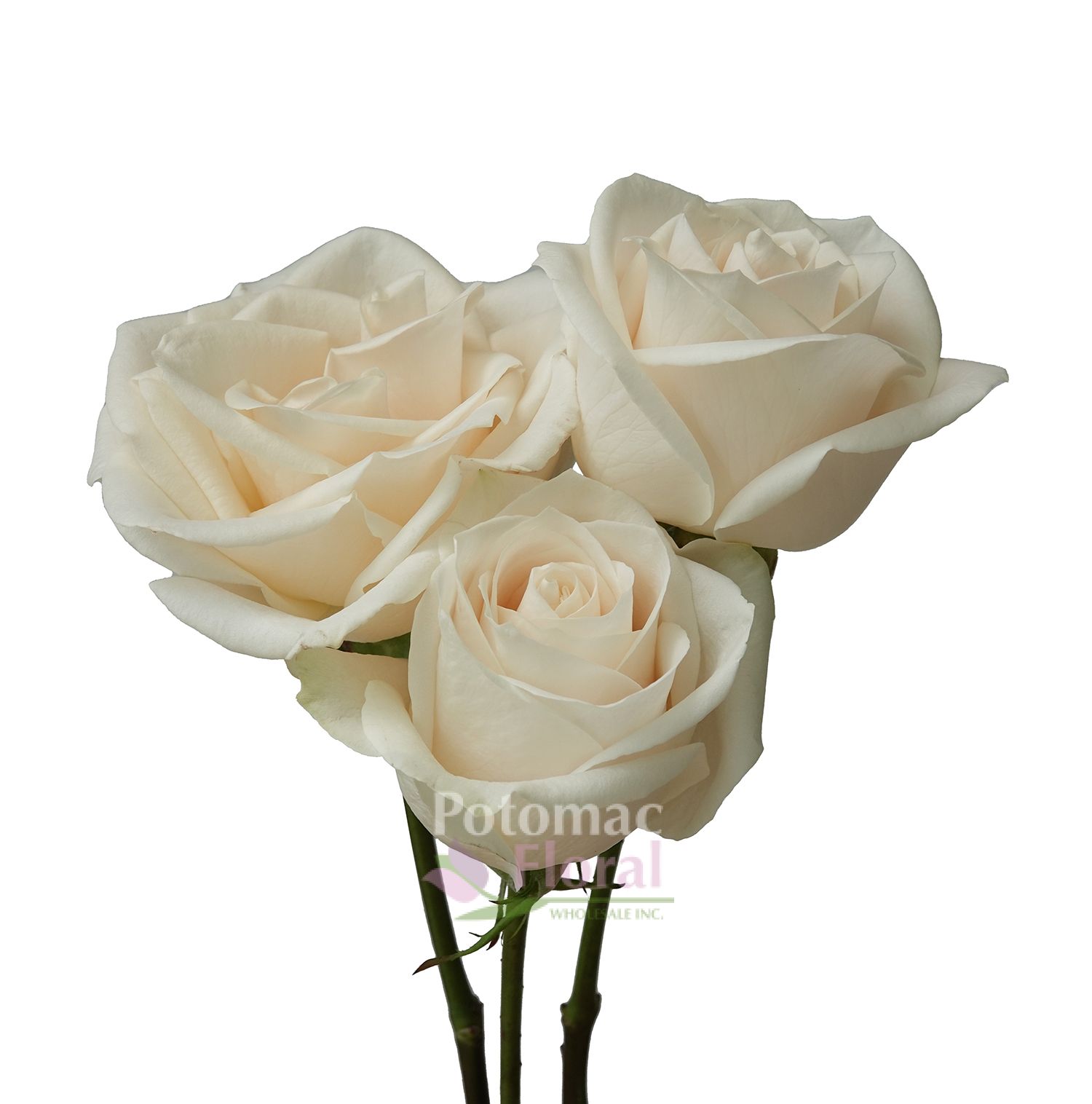 Rose, Vendela - Creamy White, 40 cm - Potomac Floral Wholesale