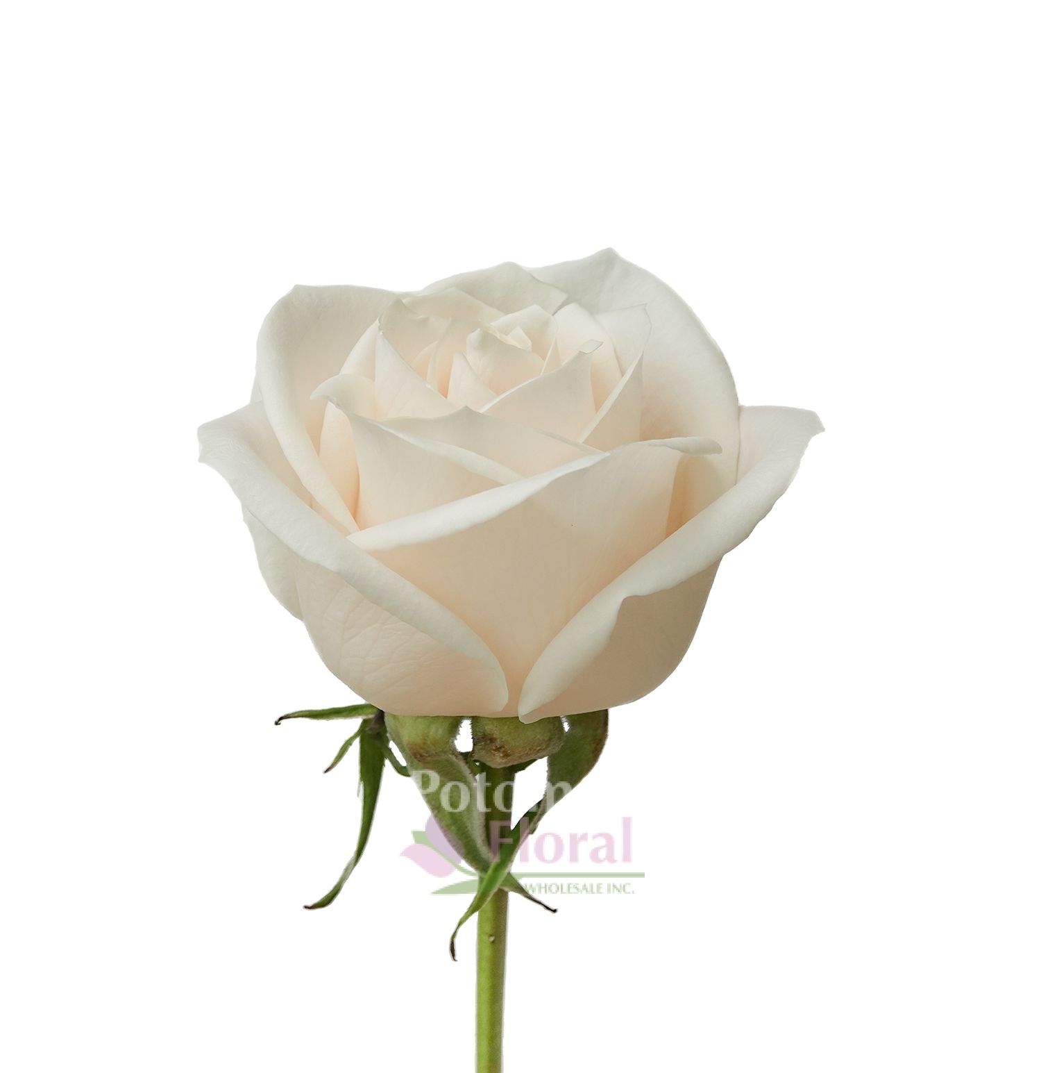 Rose, Vendela - Creamy White, 40 cm - Potomac Floral Wholesale