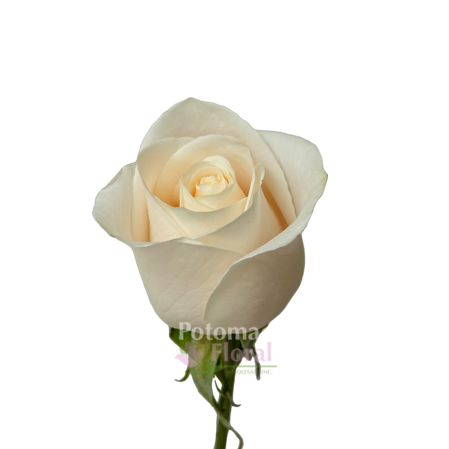 Rose, Vendela - Creamy White, 40 cm - Potomac Floral Wholesale