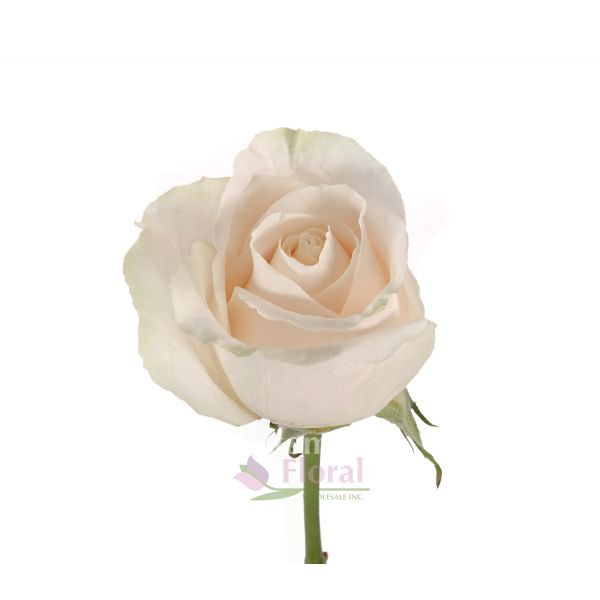 Rose, Vendela - Creamy White, 50 to 60cm - Potomac Floral Wholesale