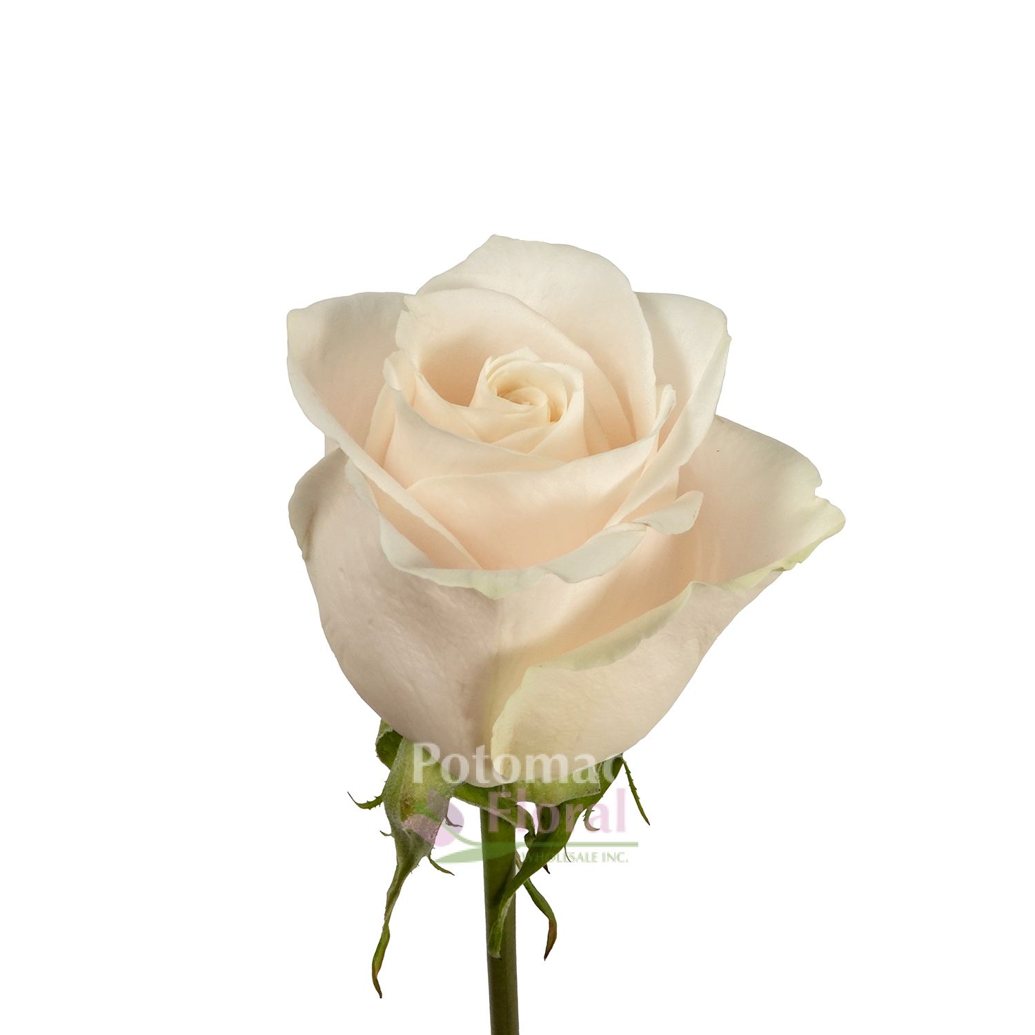 Rose, Vendela - Creamy White, 50 to 60cm - Potomac Floral Wholesale