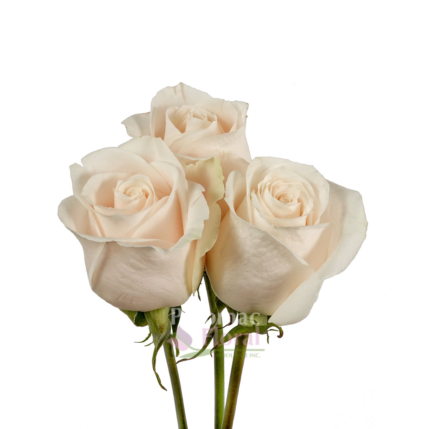 Rose, Vendela - Creamy White, 50 to 60cm - Potomac Floral Wholesale