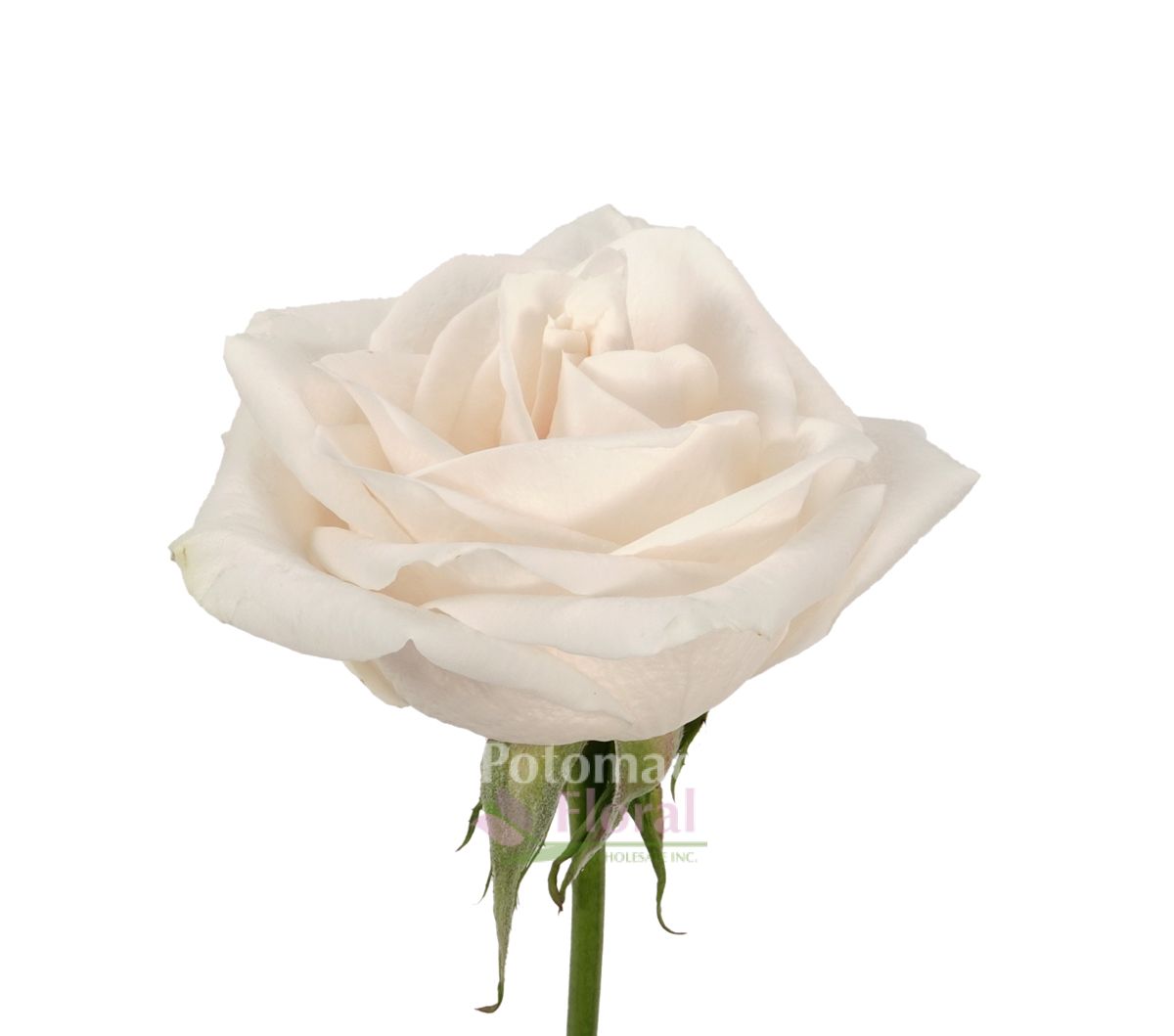 Rose, Milky Way - Ivory 50 to 60cm - Potomac Floral Wholesale