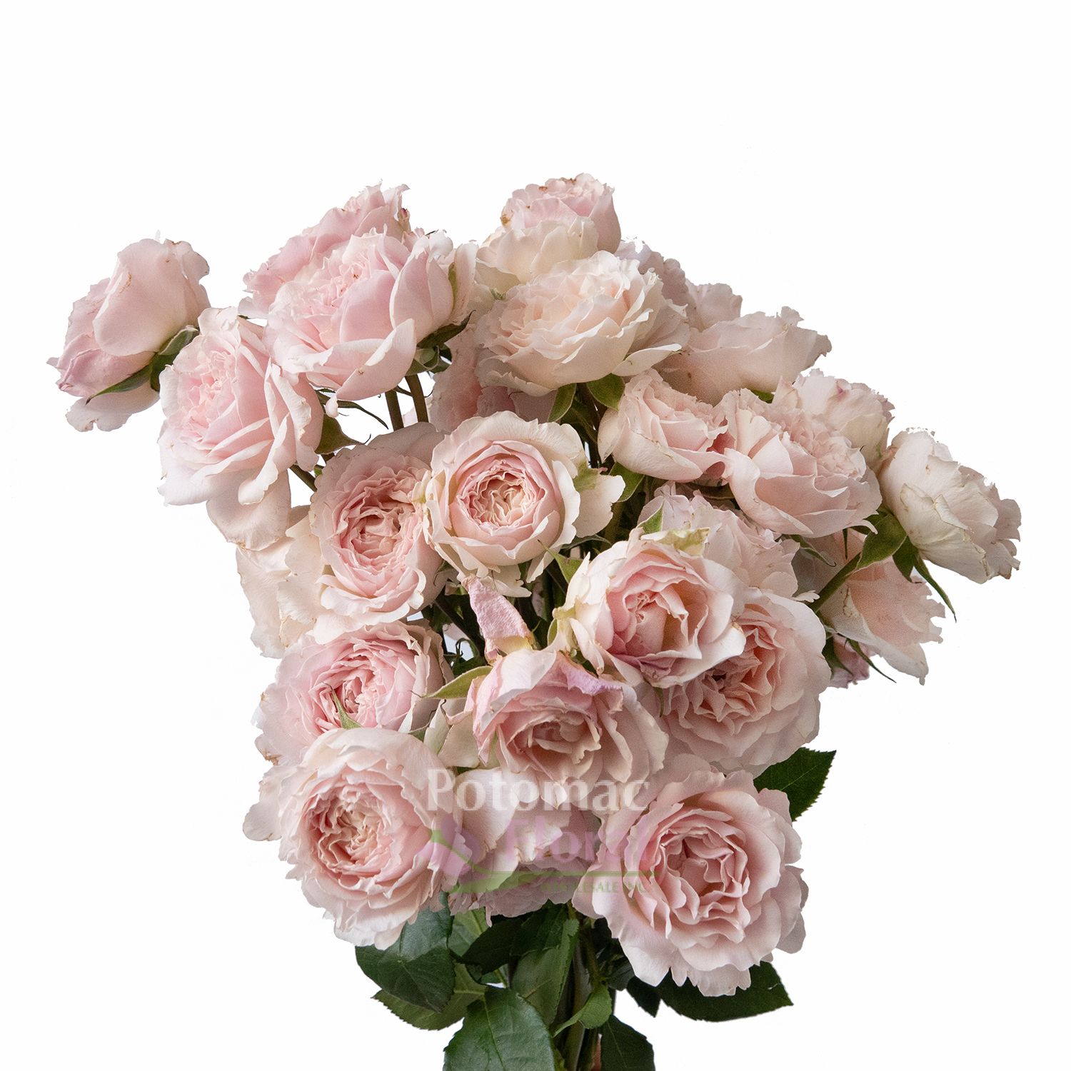 Garden Spray Rose, Wedding Rosever - Blush Pink - Potomac Floral Wholesale
