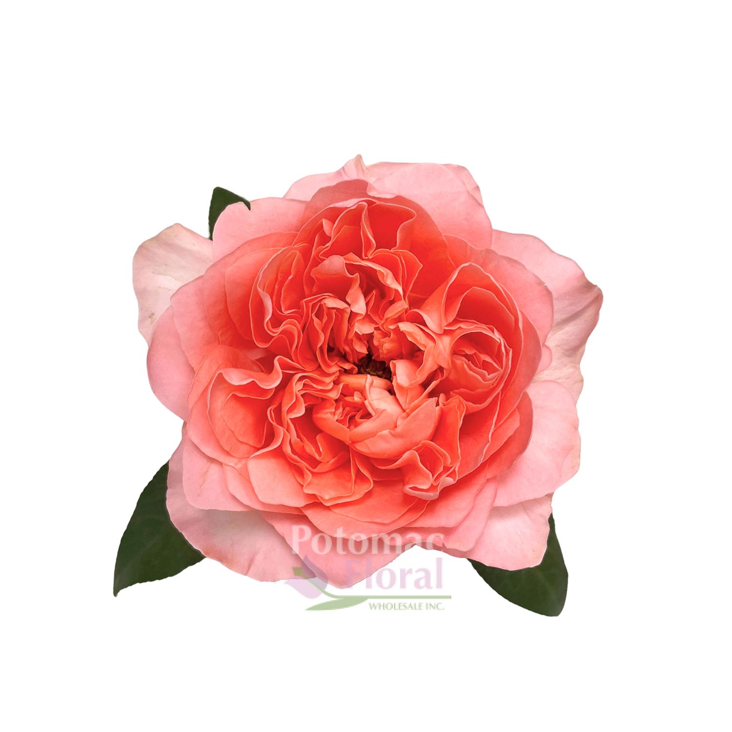 Dragonfly Coral Garden Rose - Cabbage Shape - Potomac Floral Wholesale