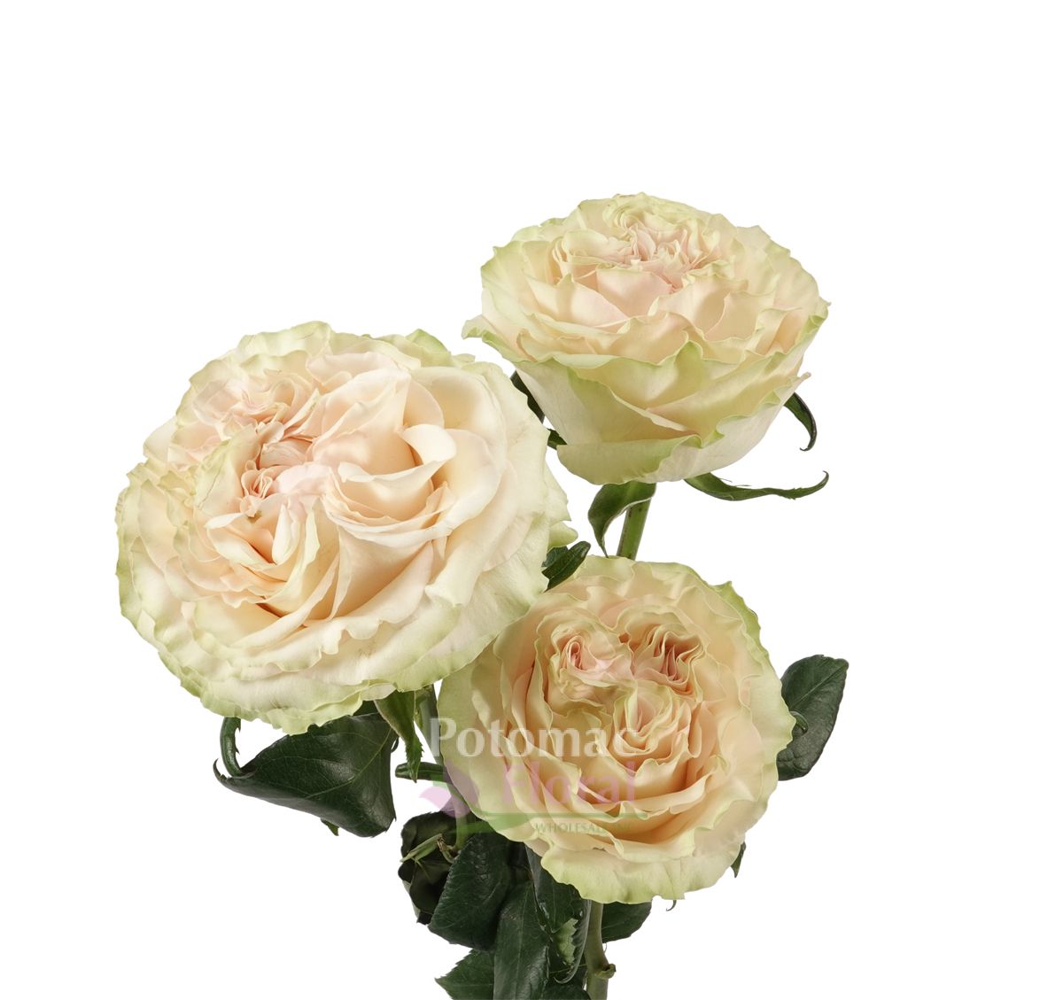 Garden Rose, Dynamic - Creamy Peach - Potomac Floral Wholesale