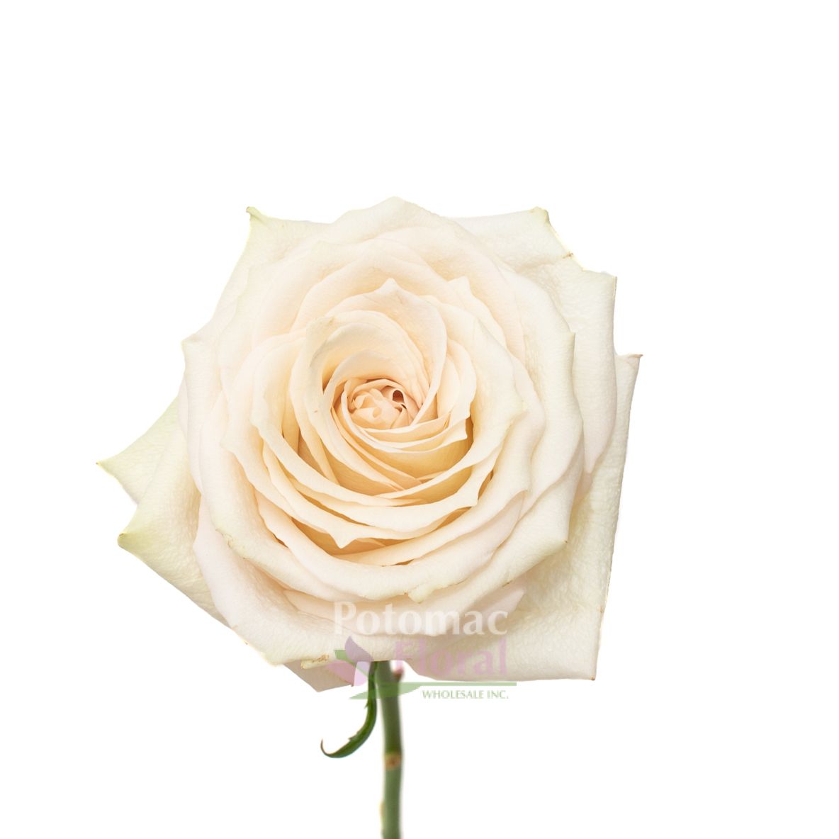 Garden Rose, Dynamic - Creamy Peach - Potomac Floral Wholesale