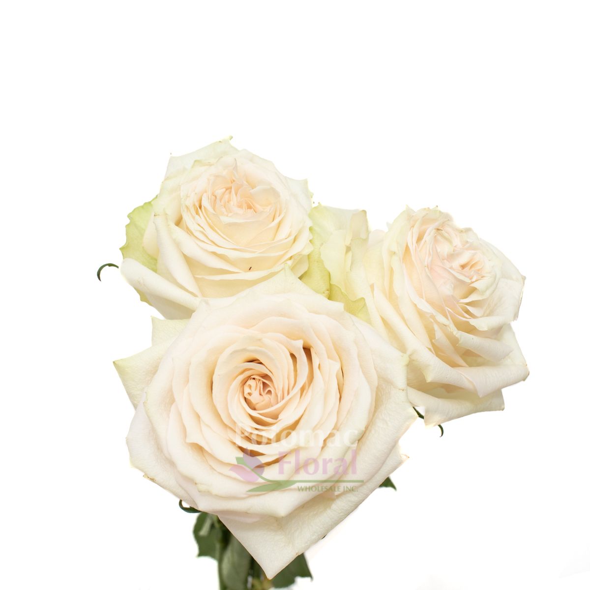 Garden Rose, Dynamic - Creamy Peach - Potomac Floral Wholesale