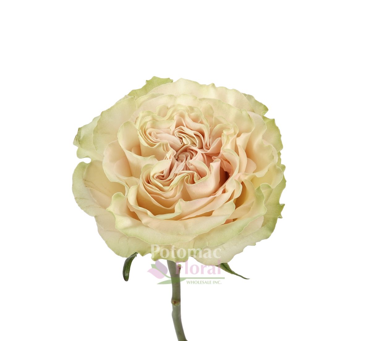 Garden Rose, Dynamic - Creamy Peach - Potomac Floral Wholesale