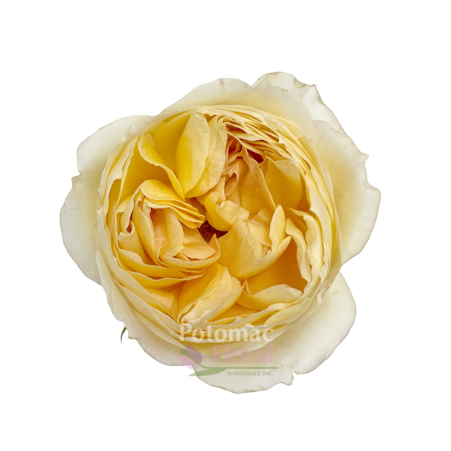 Garden Rose, Caramel Antique - Cream - Potomac Floral Wholesale
