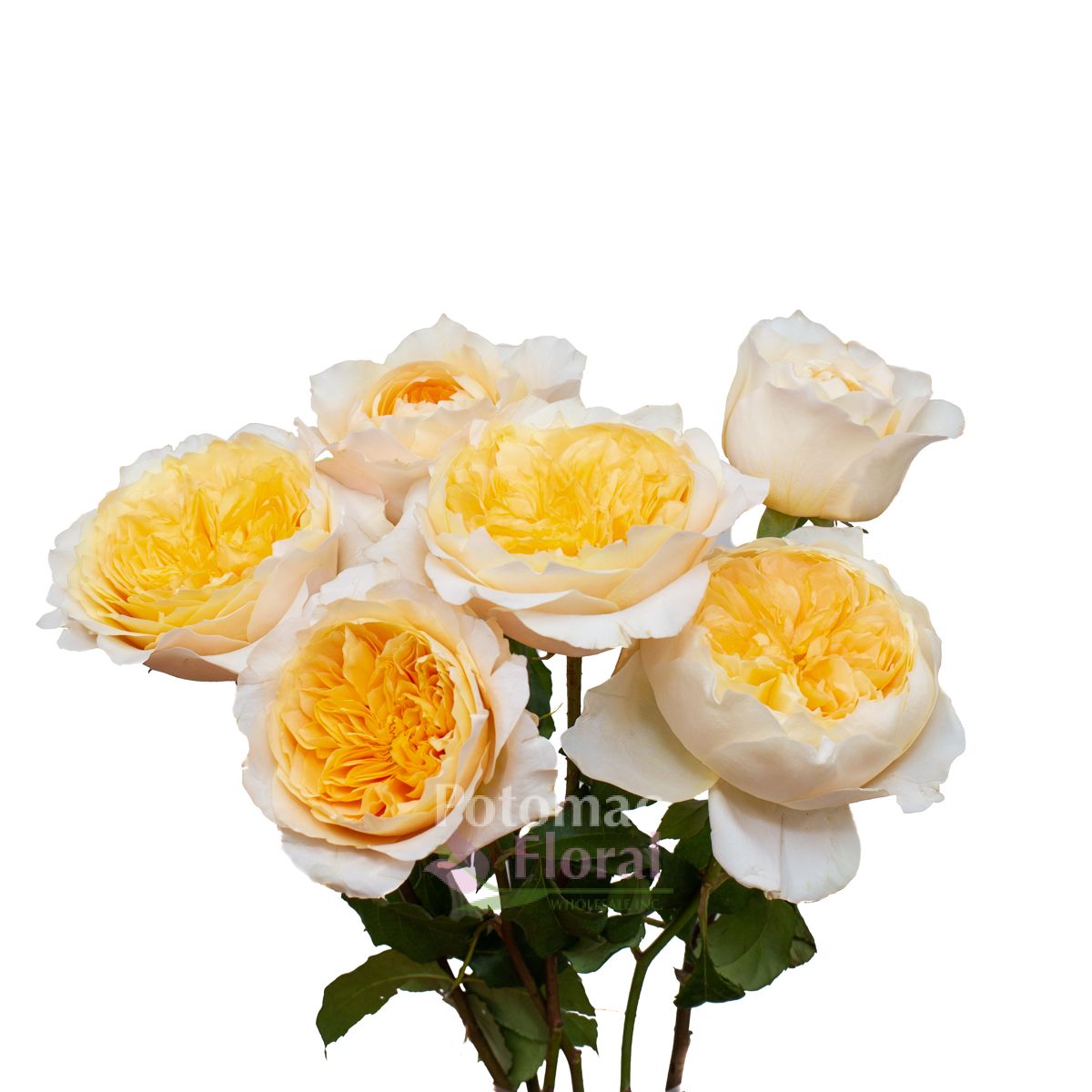 Garden Rose, Effie (David Austin) - Apricot - Potomac Floral Wholesale