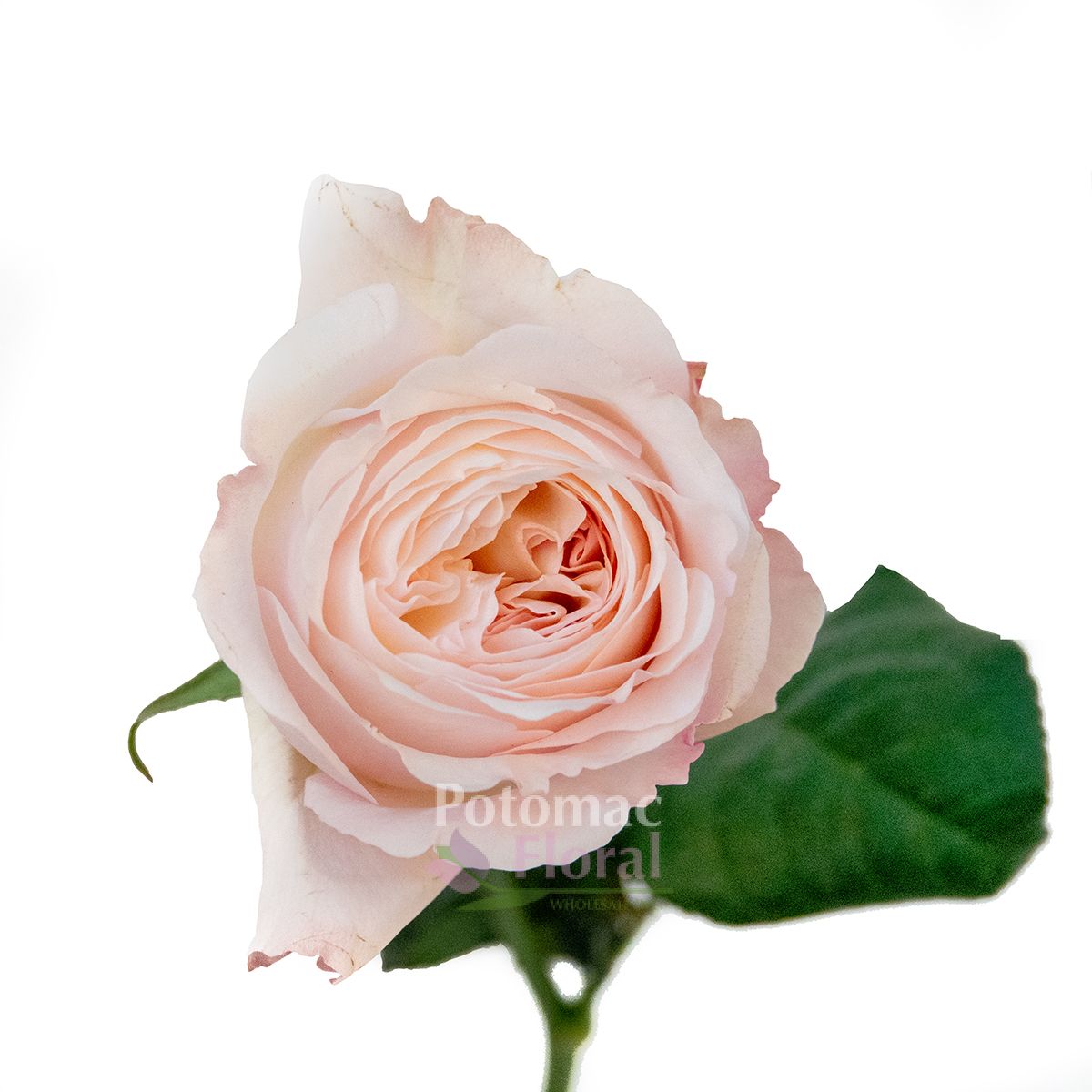Garden Rose, Keira (David Austin) - Light Peachy Pink/Blush - Potomac ...