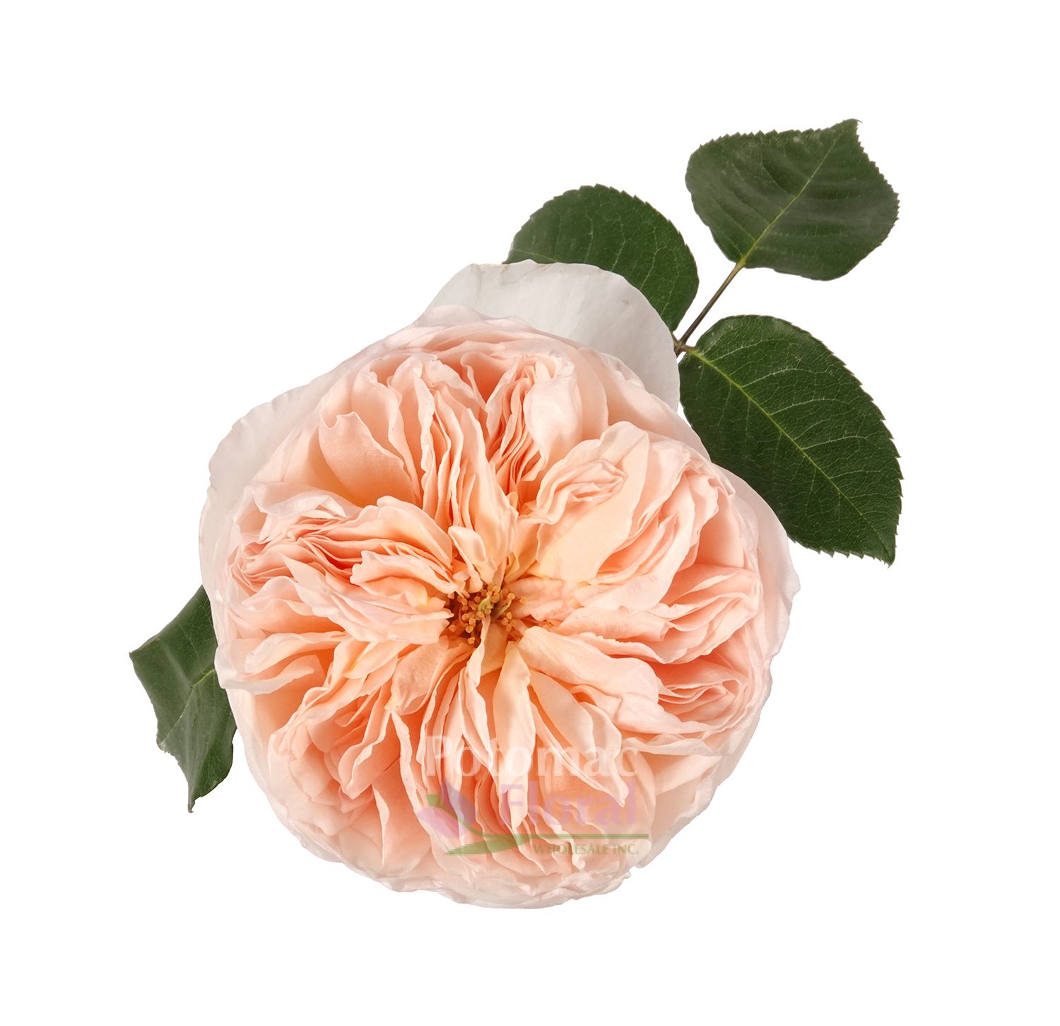 Garden Rose, Juliet (David Austin) - Blush Pinky Peach - Potomac Floral ...