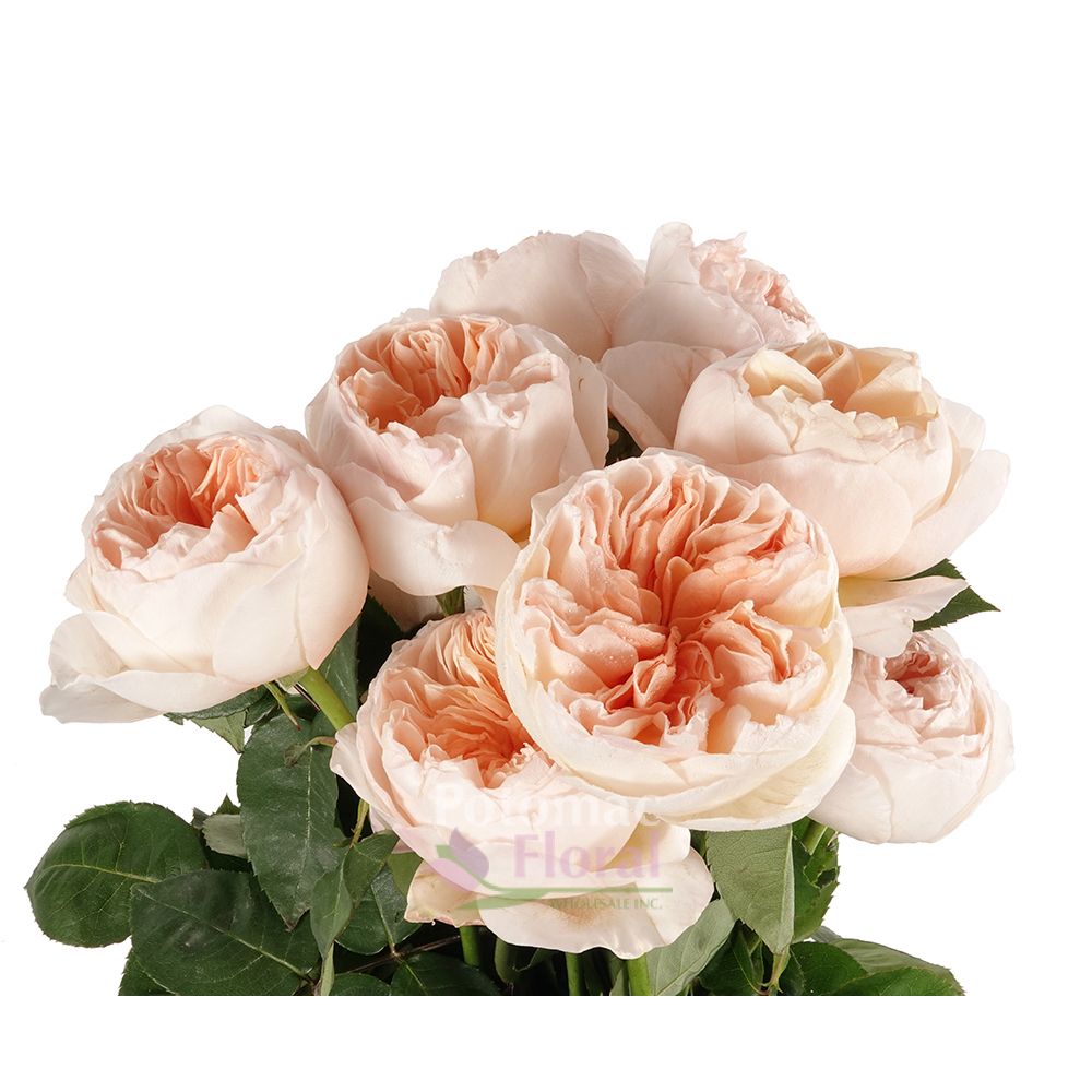 Garden Rose, Juliet (David Austin) - Blush Pinky Peach - Potomac Floral ...
