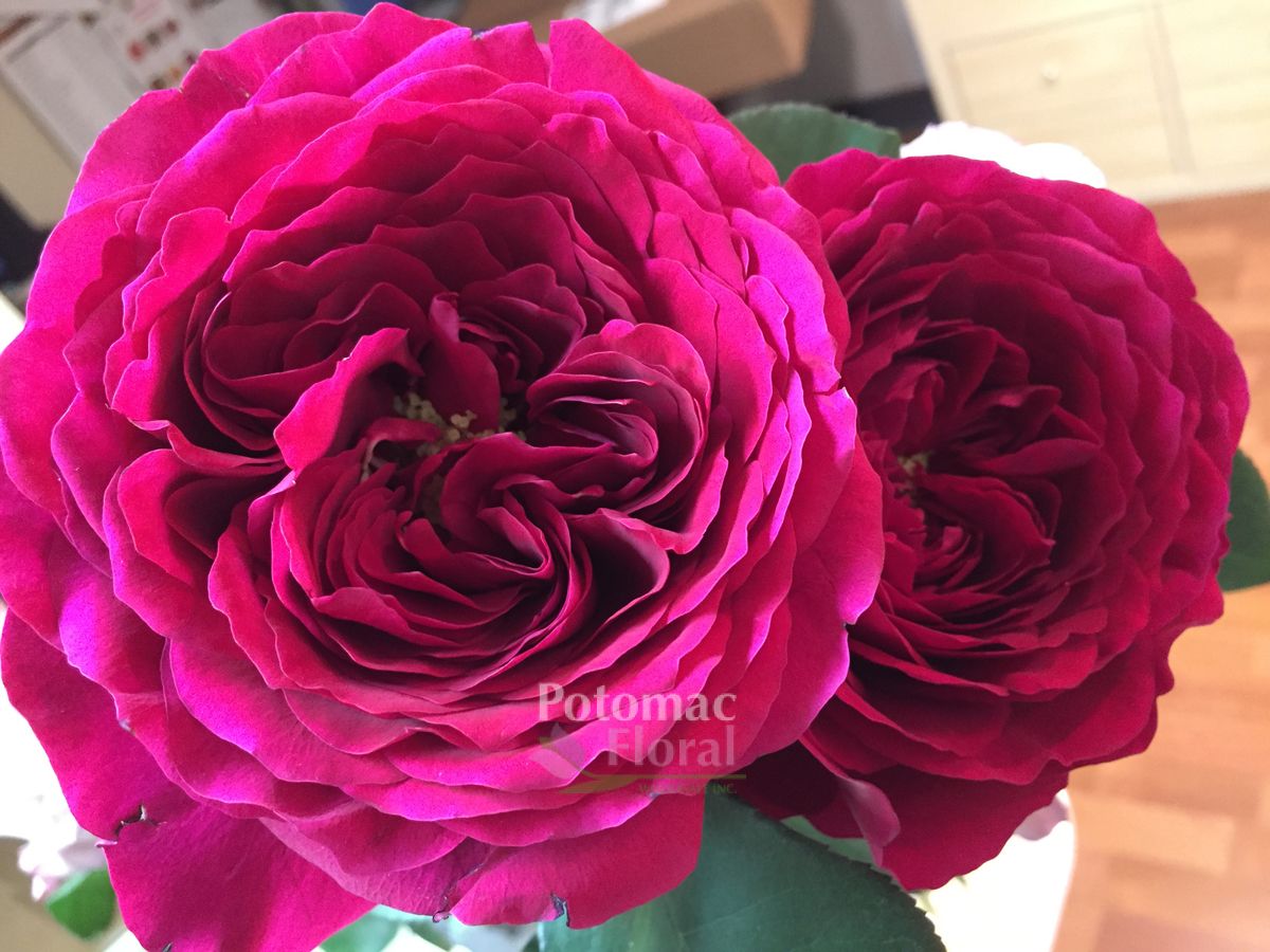 Garden Rose Darcey - Fuchsia to Red Color - Potomac Floral Wholesale