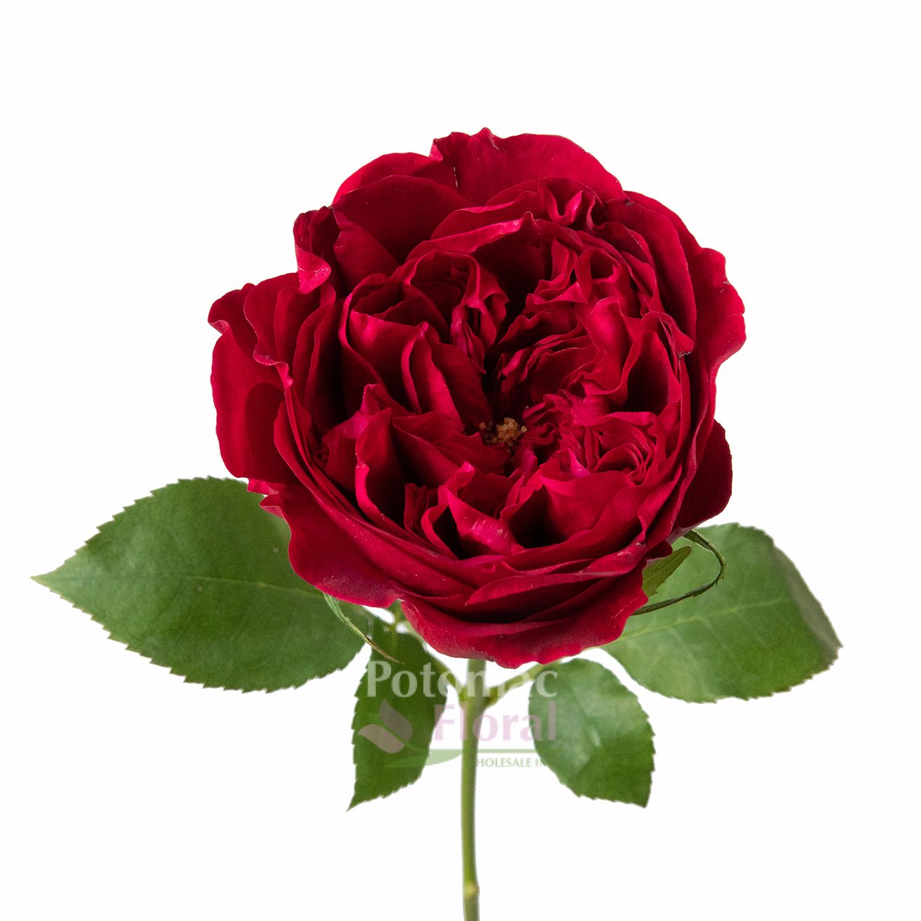Garden Rose, Tess (David Austin) - Red - Potomac Floral Wholesale