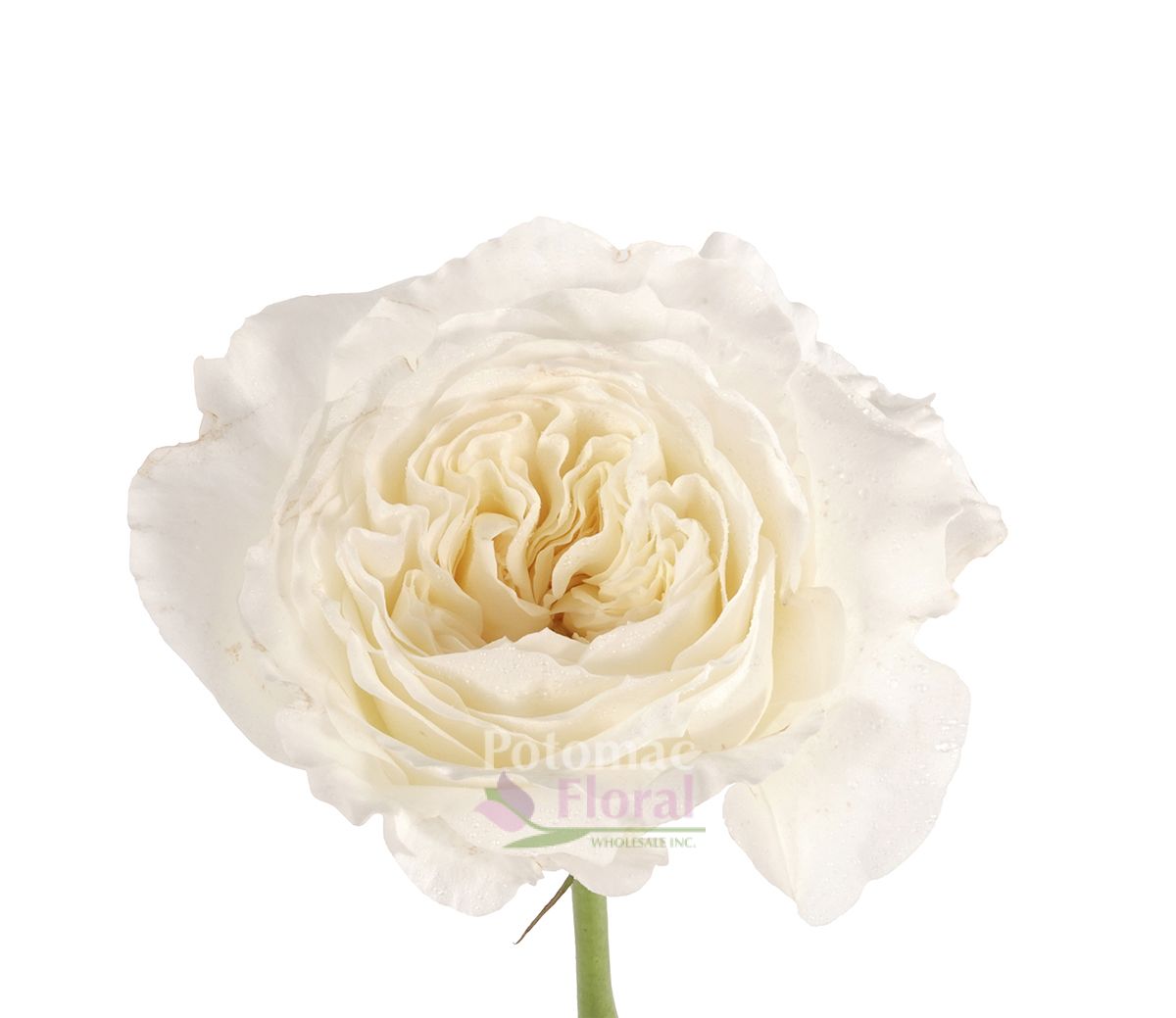 Garden Rose, Patience (David Austin) - White / Cream - Potomac Floral ...