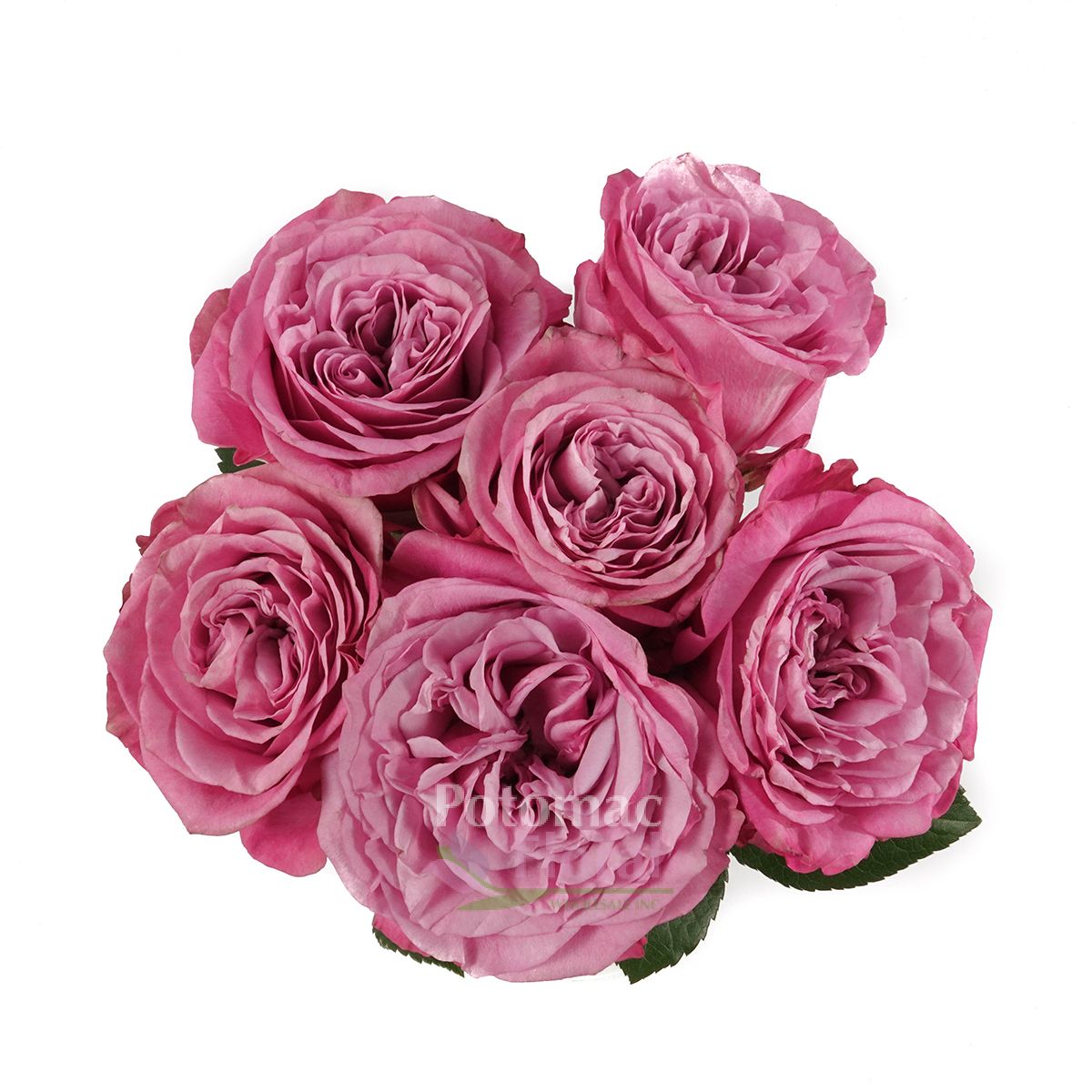 Garden Rose, Queen Crown - Lavender - Potomac Floral Wholesale