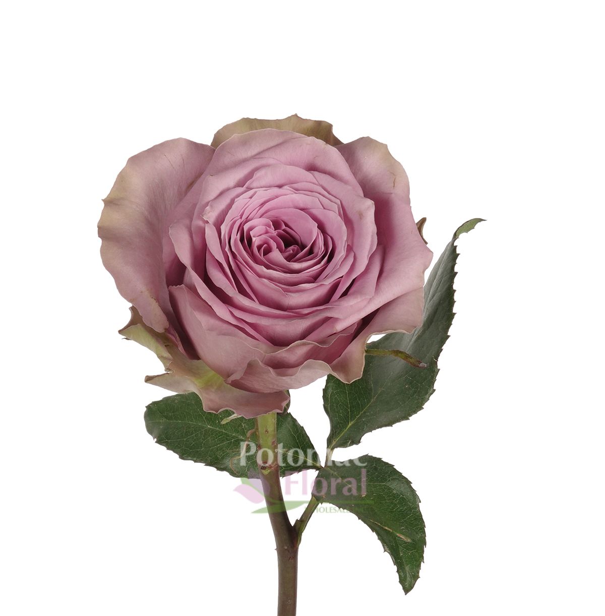 Rose, Tiara - Huge long lasting Lavender Roses - Potomac Floral Wholesale