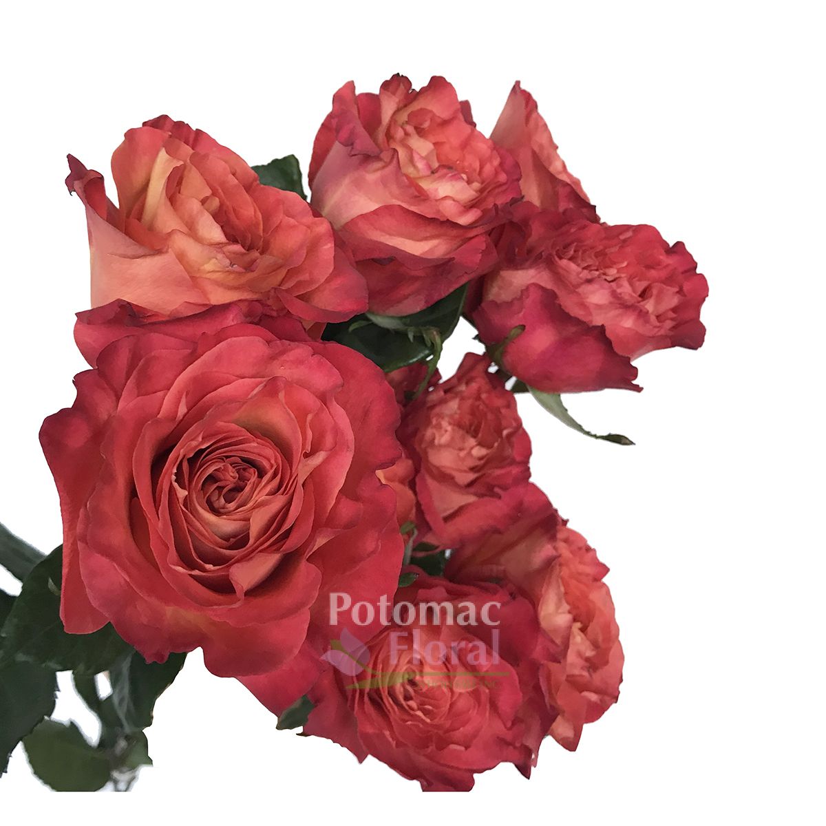 Garden Rose, Sunset - Orange / Red - Potomac Floral Wholesale