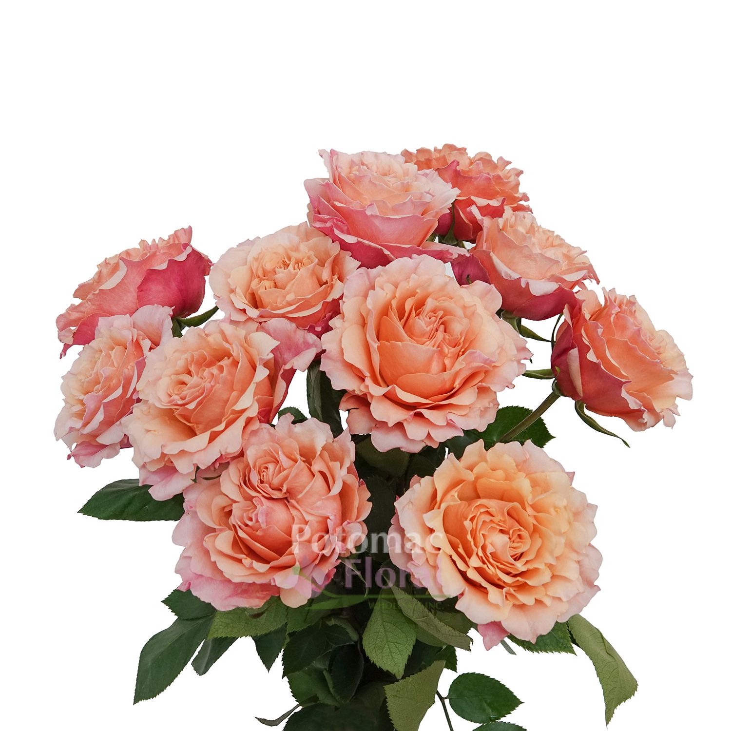 Garden Rose, Peach Mayra - Peachy Pink - Potomac Floral Wholesale