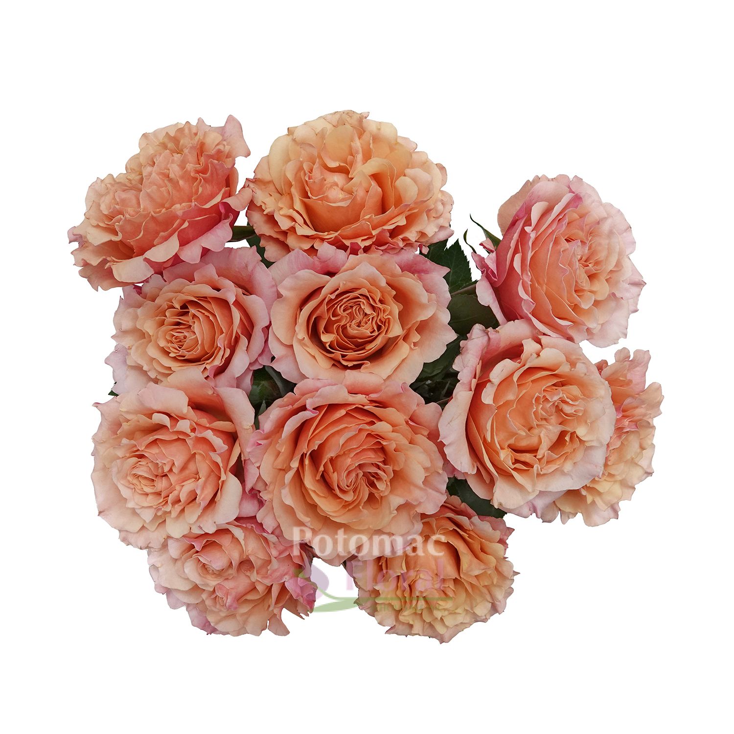 Garden Rose, Peach Mayra - Peachy Pink - Potomac Floral Wholesale