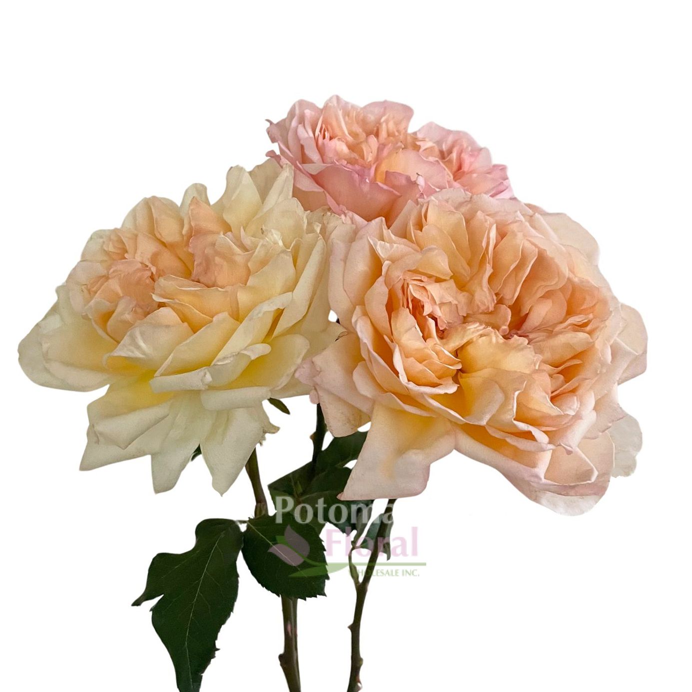 Garden Rose, Princess Holly's Hope - Peach - Potomac Floral Wholesale