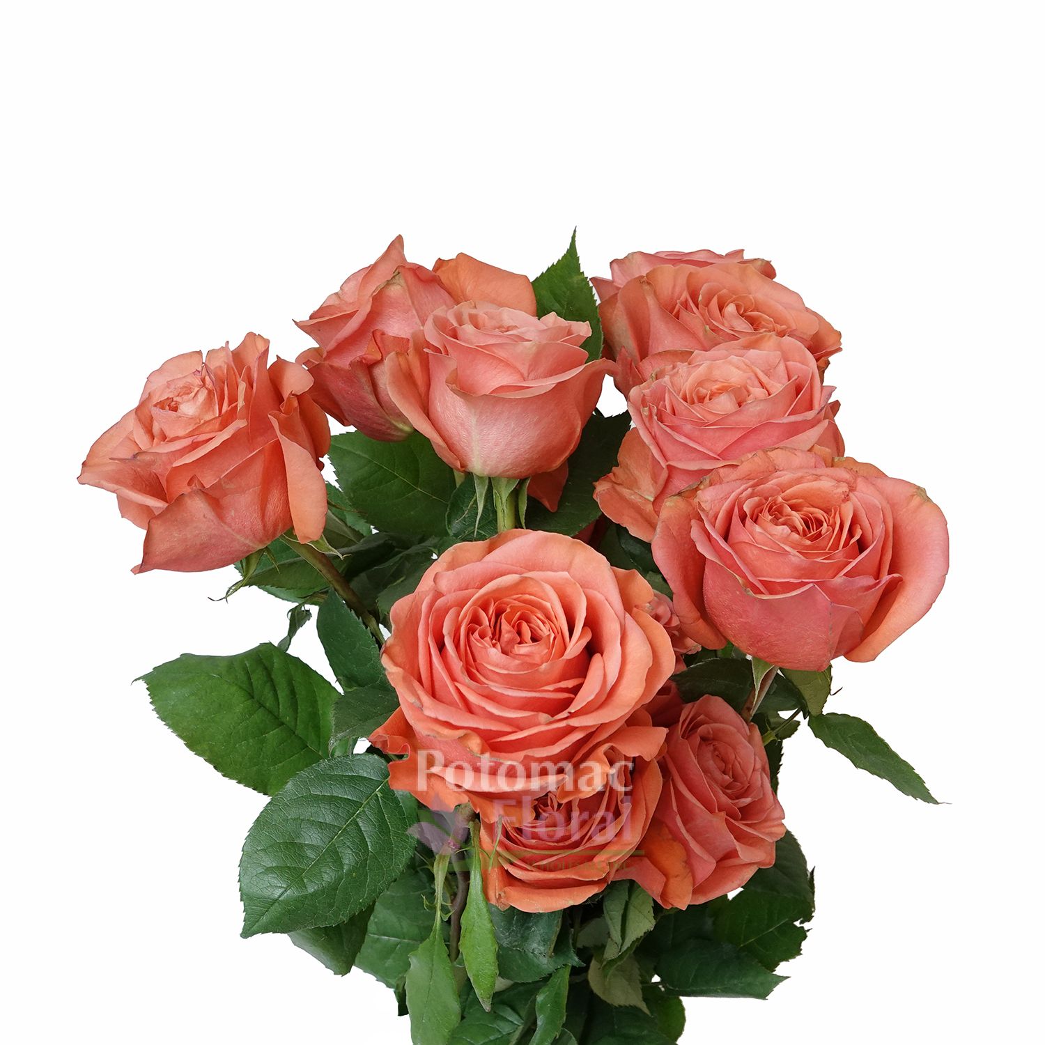 Garden Rose Coral Expression, Double Heart - Potomac Floral Wholesale