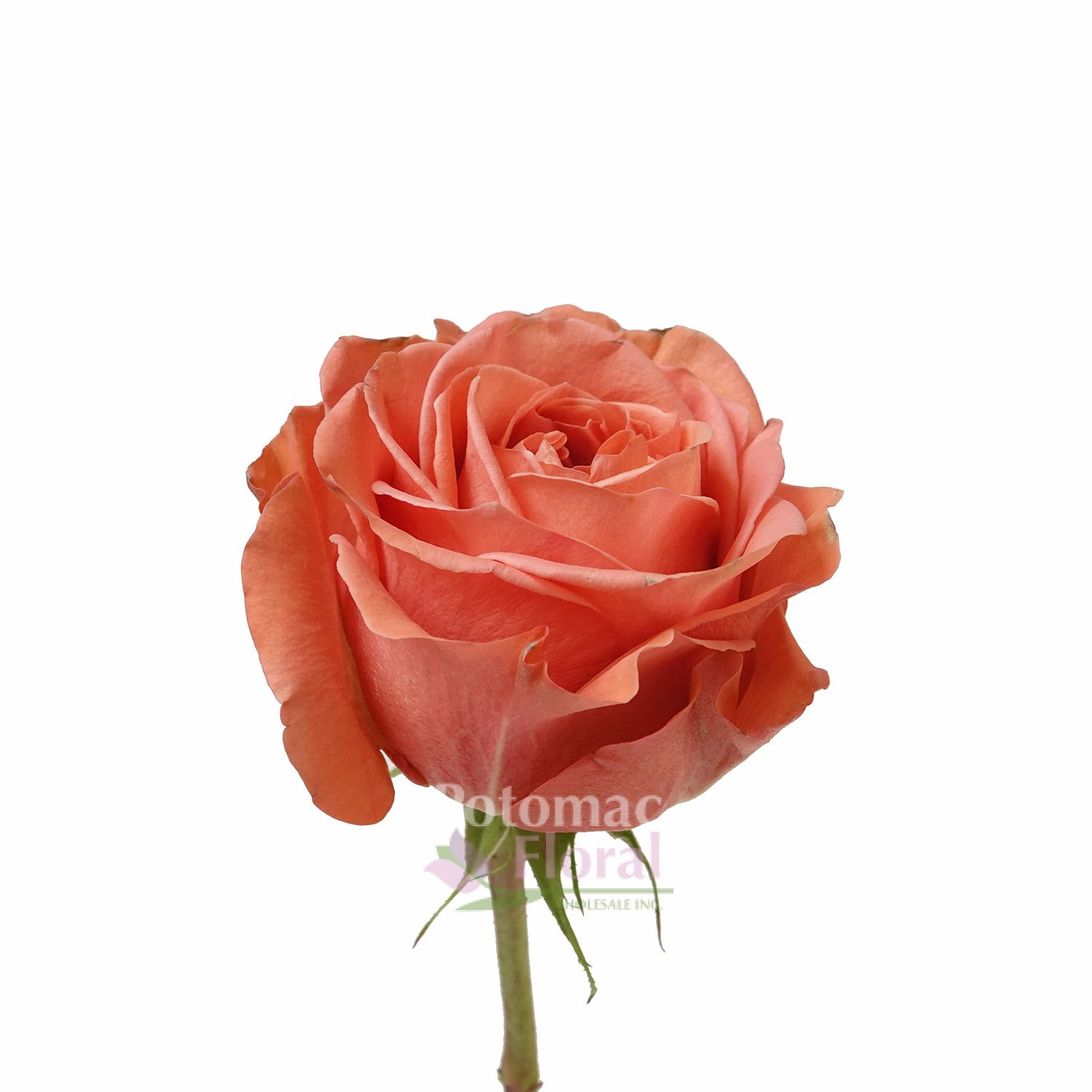 Garden Rose Coral Expression, Double Heart - Potomac Floral Wholesale