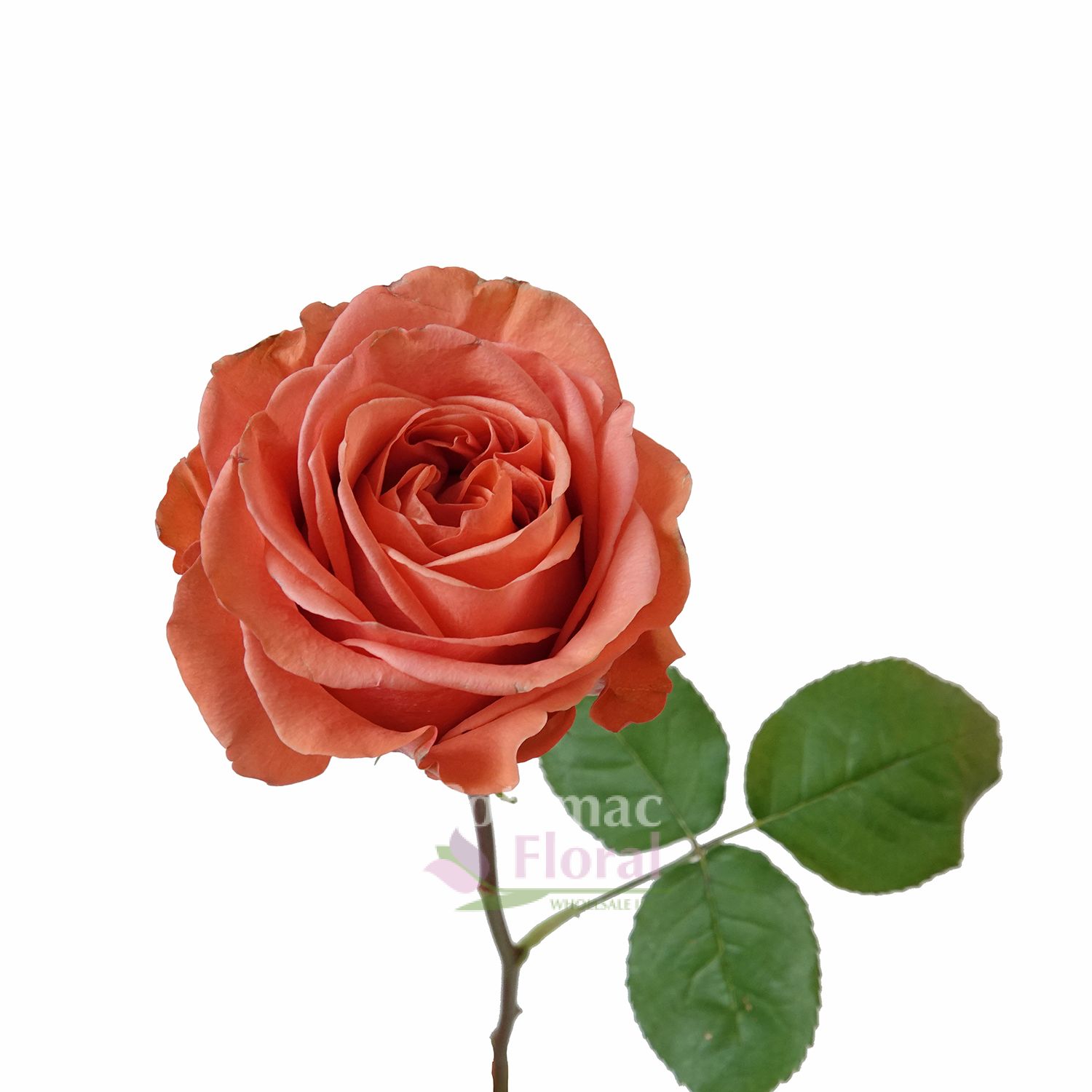 Garden Rose Coral Expression, Double Heart - Potomac Floral Wholesale