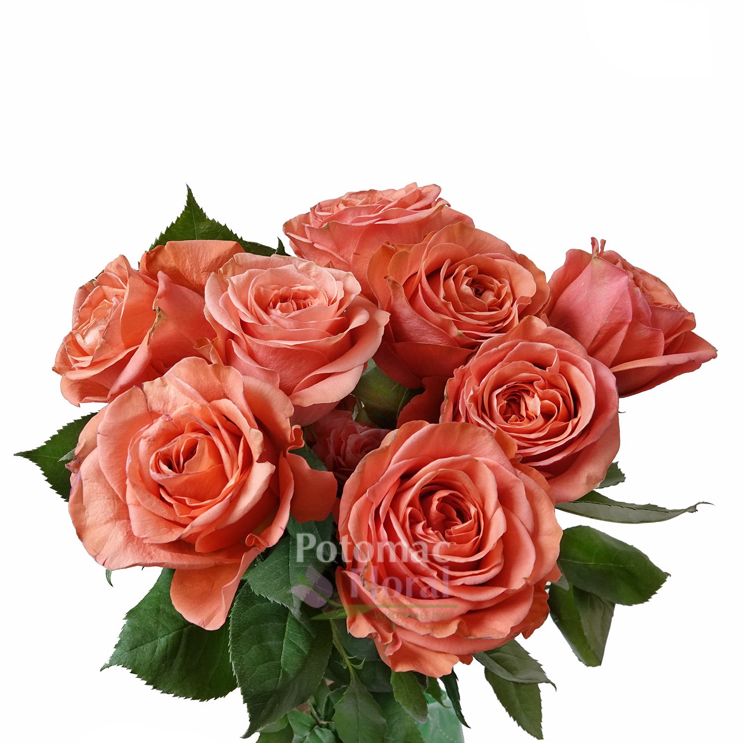 Garden Rose Coral Expression, Double Heart - Potomac Floral Wholesale