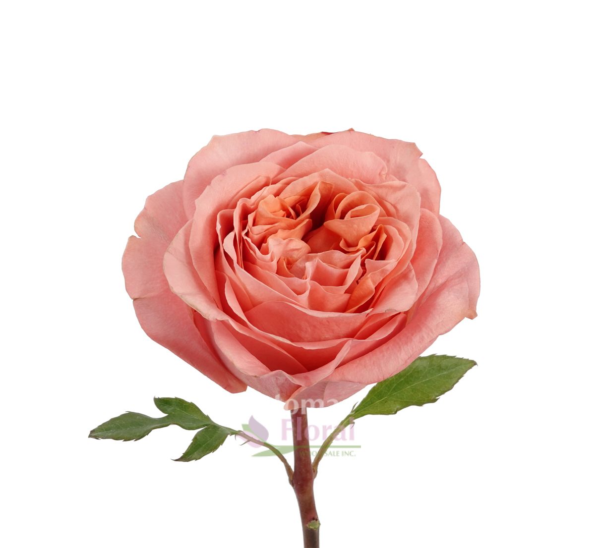 Garden Rose Coral Expression, Double Heart - Potomac Floral Wholesale