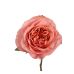 Garden Rose Coral Expression, Double Heart - Potomac Floral Wholesale