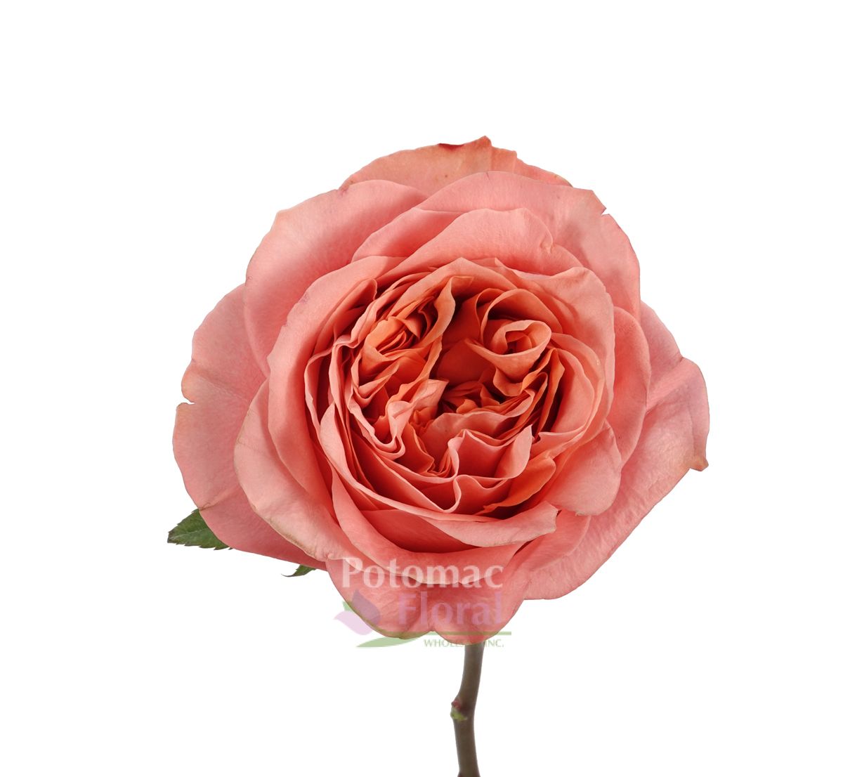 Garden Rose Coral Expression, Double Heart - Potomac Floral Wholesale
