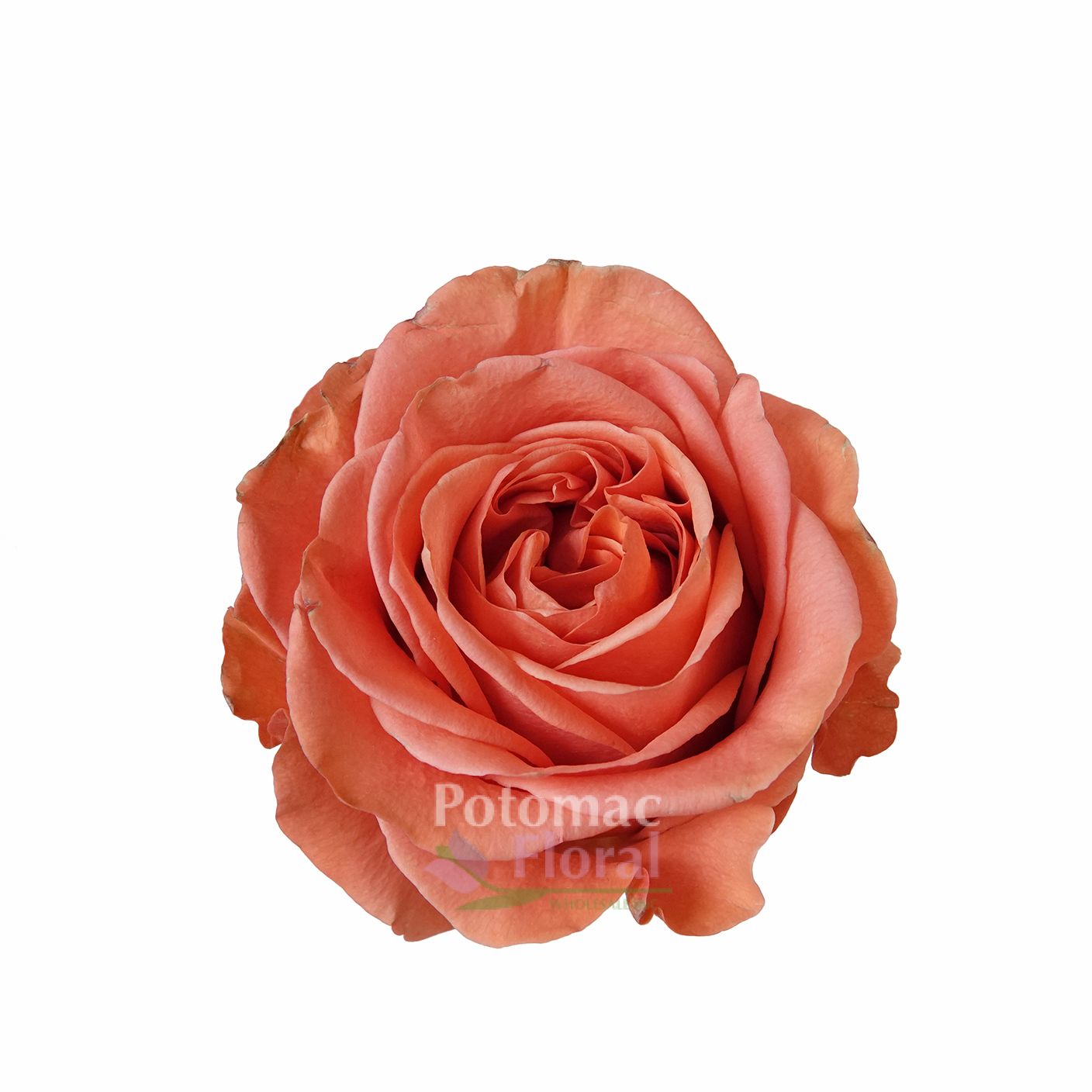 Garden Rose Coral Expression, Double Heart - Potomac Floral Wholesale