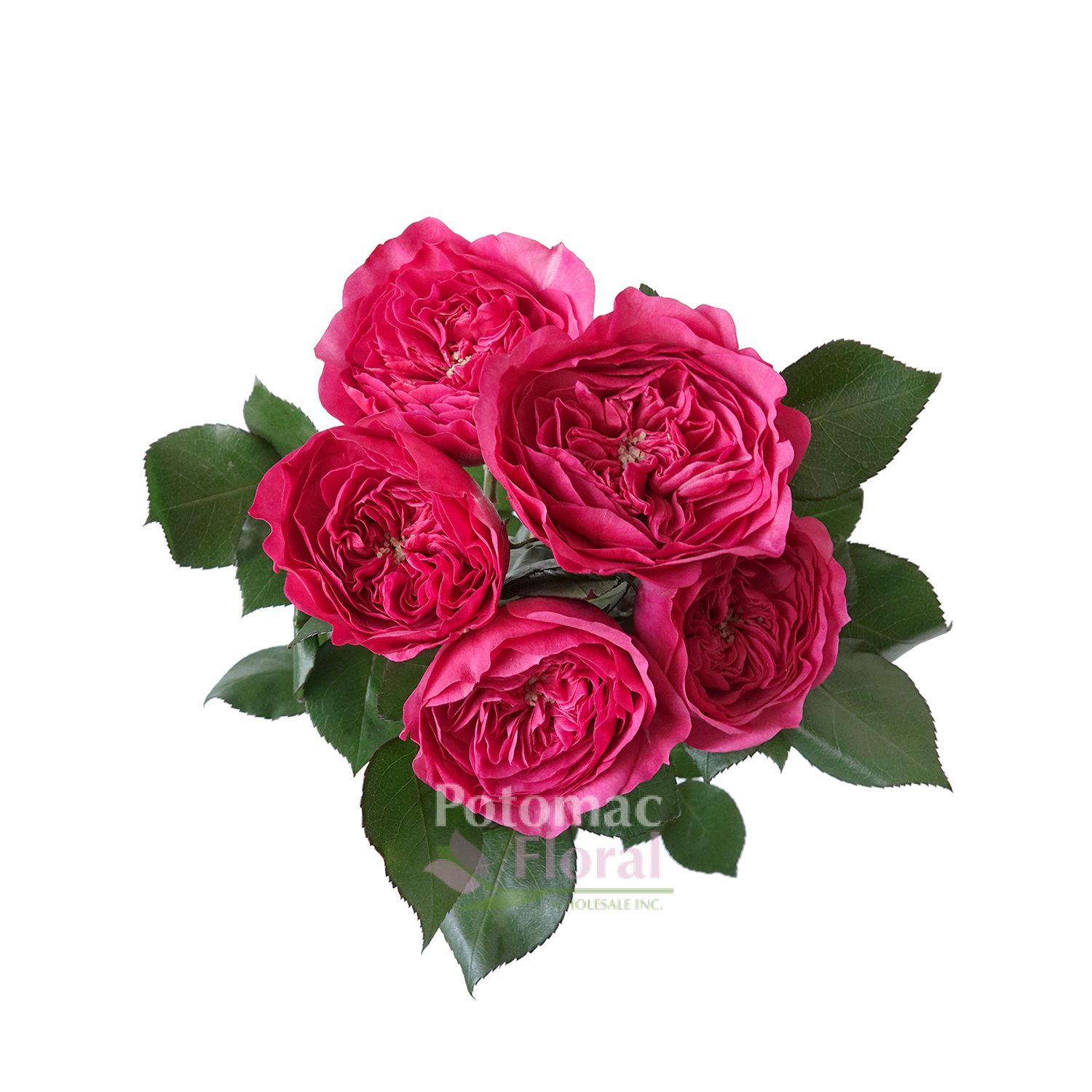 Garden Rose, Baronesse - Hot Pink - Potomac Floral Wholesale