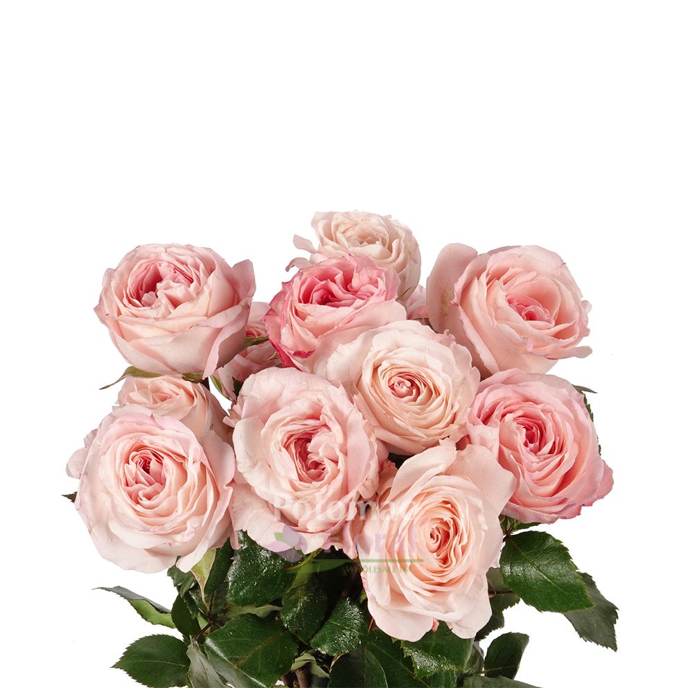 Garden Rose, Mayra Bridal Pink - blush Pink - Potomac Floral Wholesale