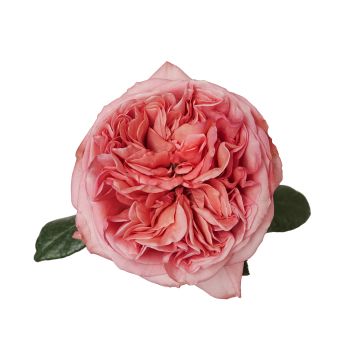 Garden Rose Candy Xpression - Potomac Floral Wholesale