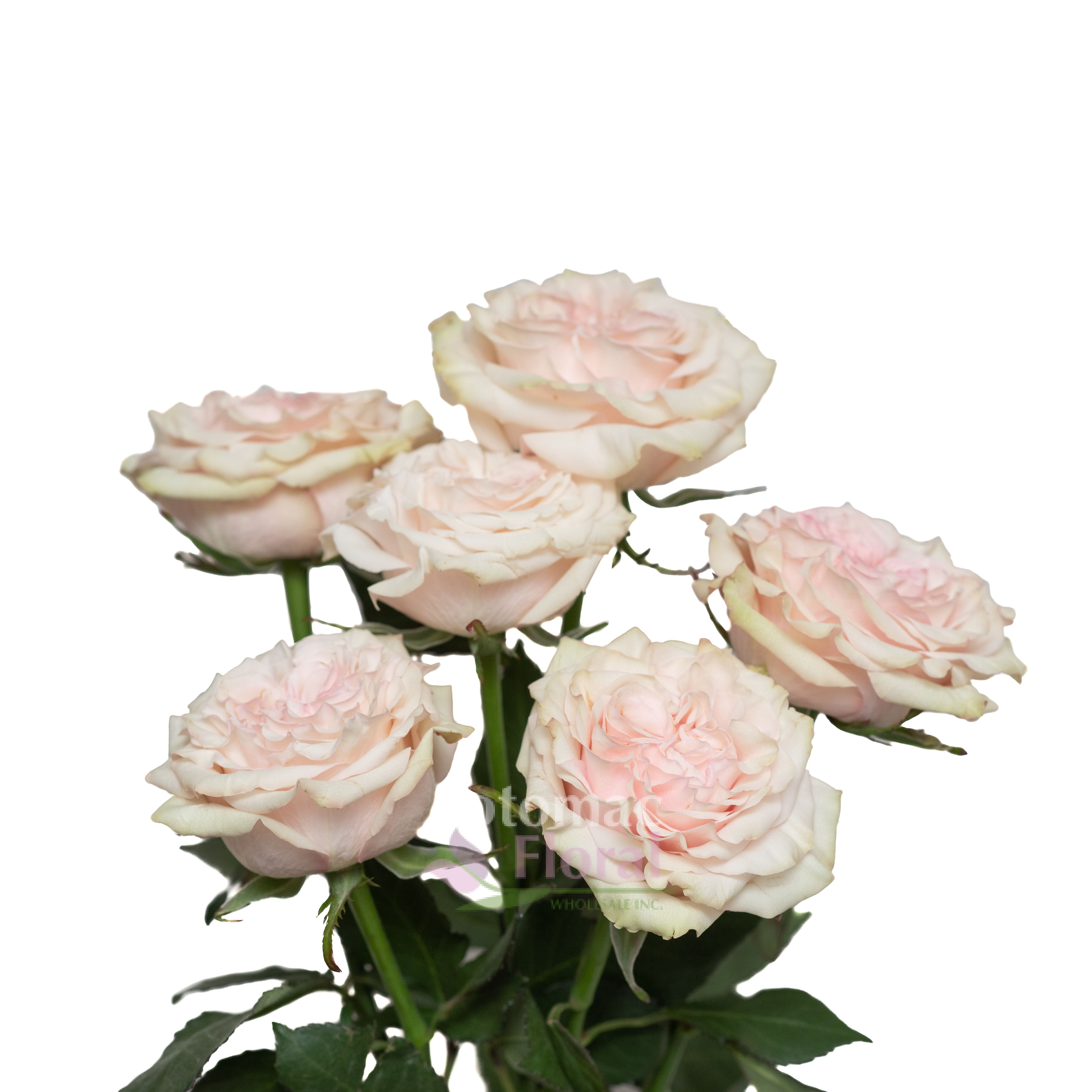 Garden Rose, Country Secret - Blush - Potomac Floral Wholesale