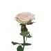 Garden Rose, Country Secret - Blush - Potomac Floral Wholesale