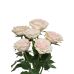Garden Rose, Country Secret - Blush - Potomac Floral Wholesale
