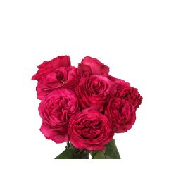 Garden Rose. Hot Pink Mayra - Hot Pink - Potomac Floral Wholesale