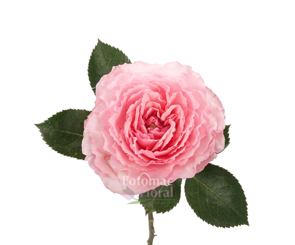 Garden Rose, Pink Mayra - Medium Pink - Potomac Floral Wholesale